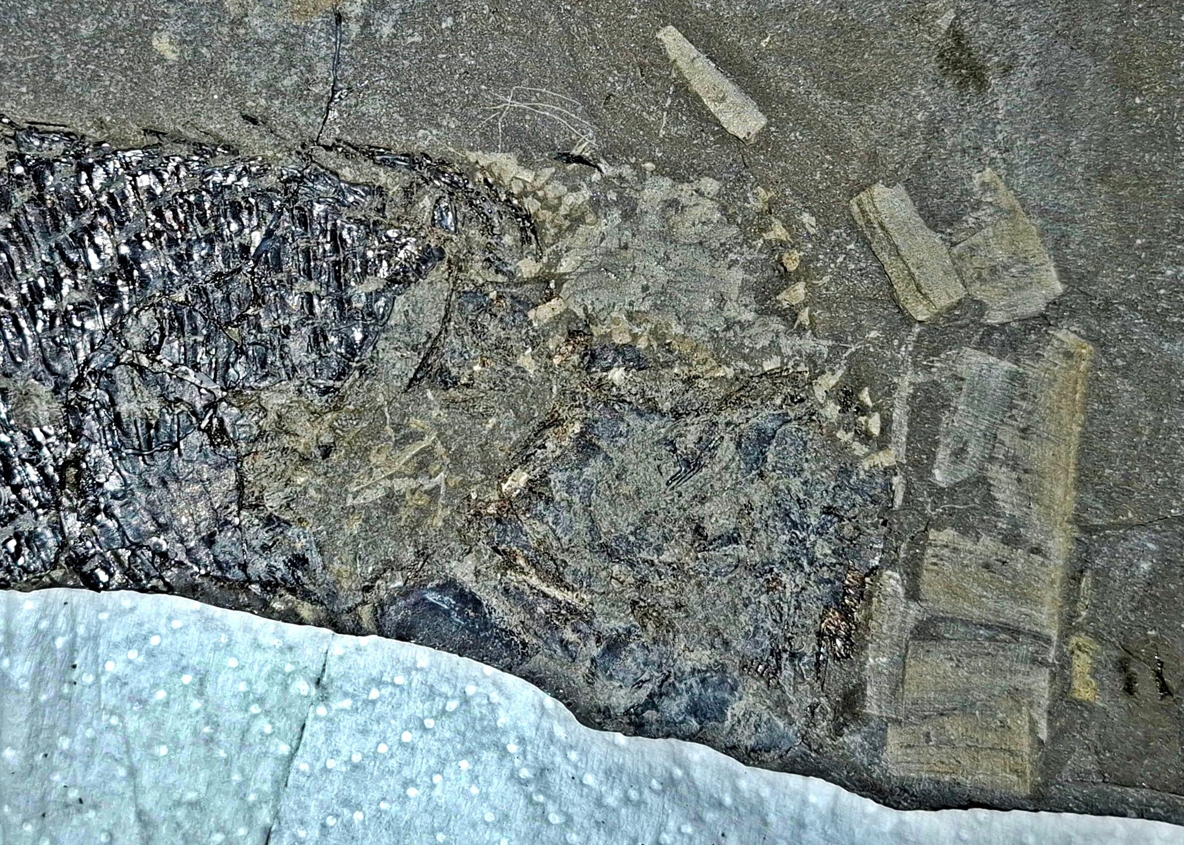 Dapedium species and head structure identification - Fossil ID - The ...