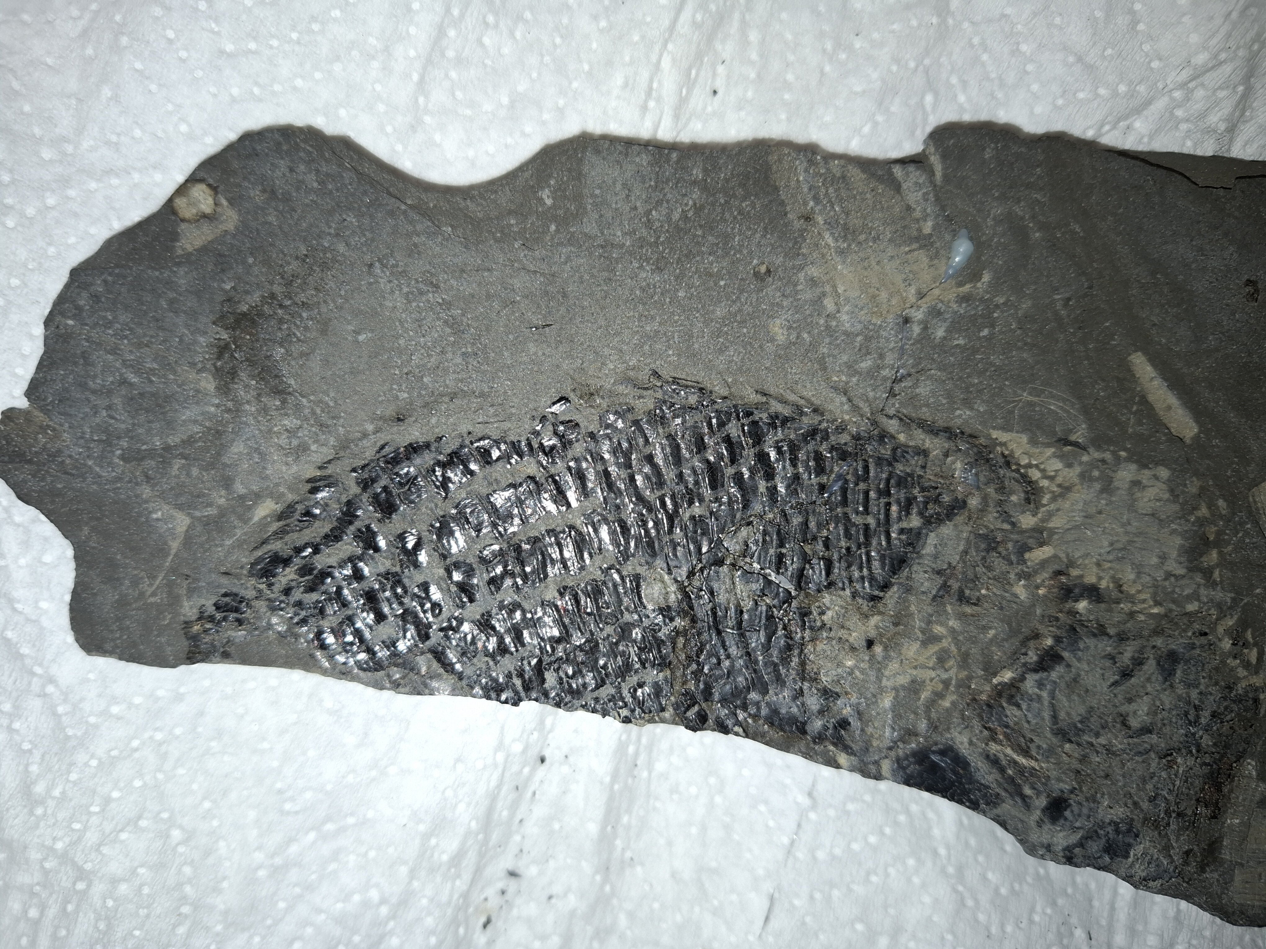 Dapedium species and head structure identification - Fossil ID - The ...