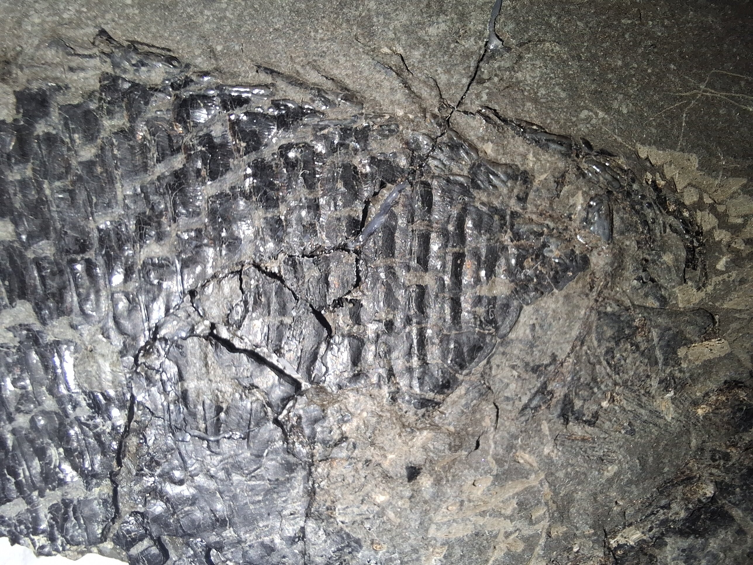 Dapedium species and head structure identification - Fossil ID - The ...