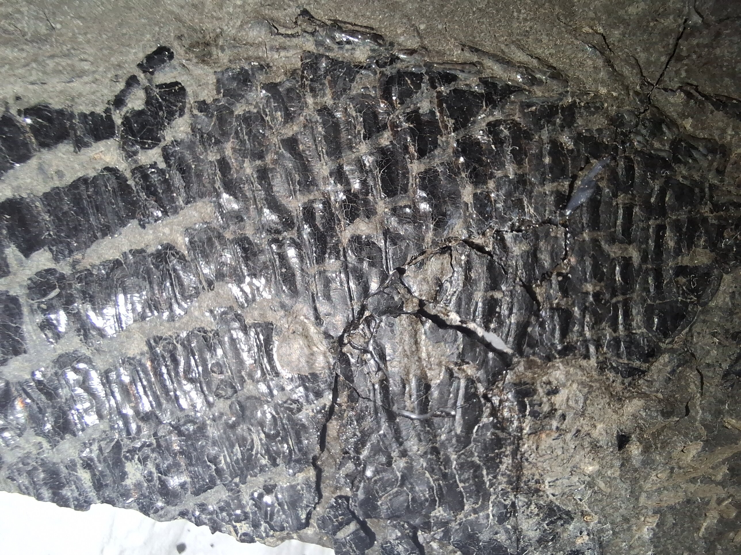 Dapedium species and head structure identification - Fossil ID - The ...