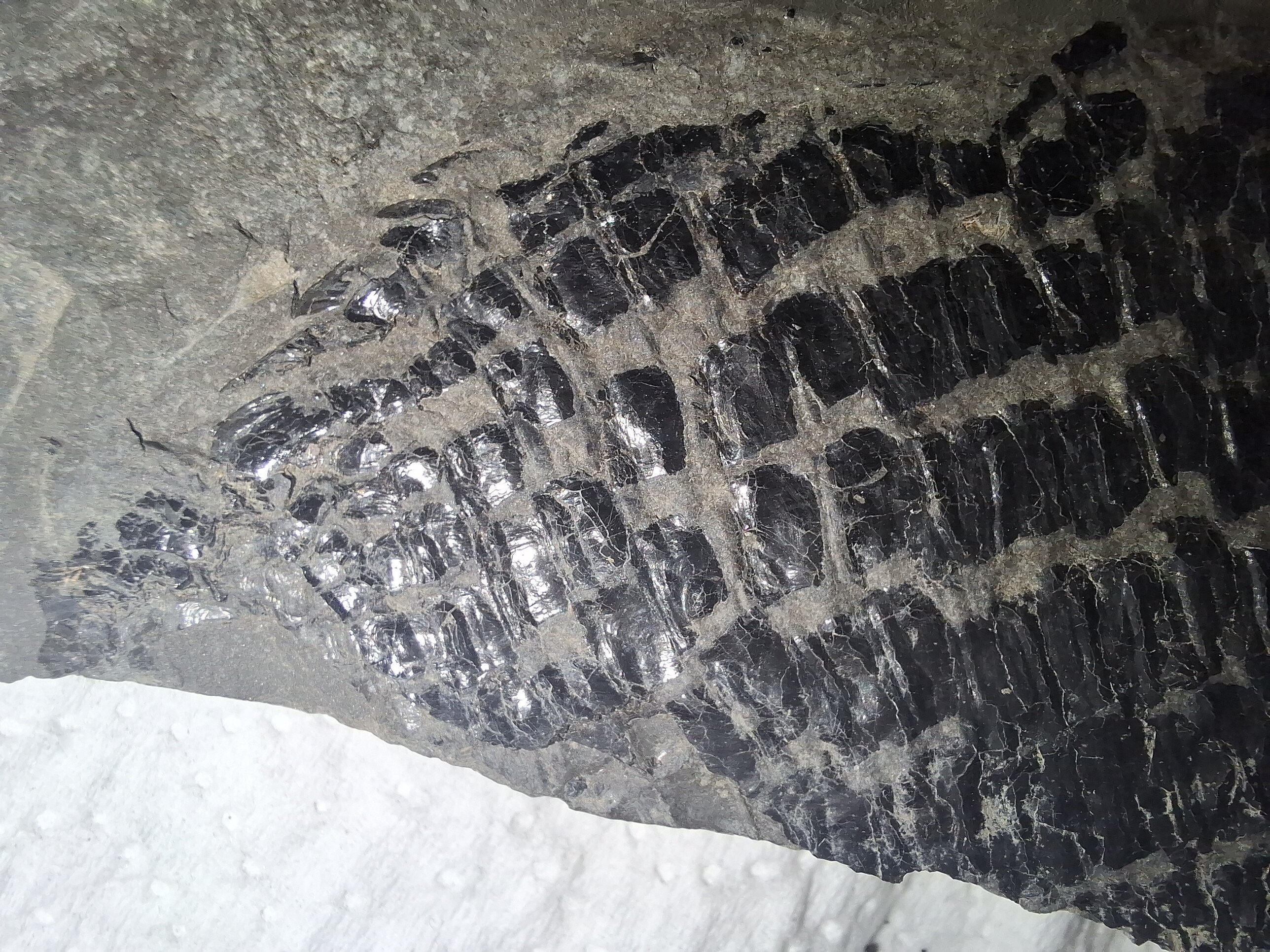 Dapedium species and head structure identification - Fossil ID - The ...