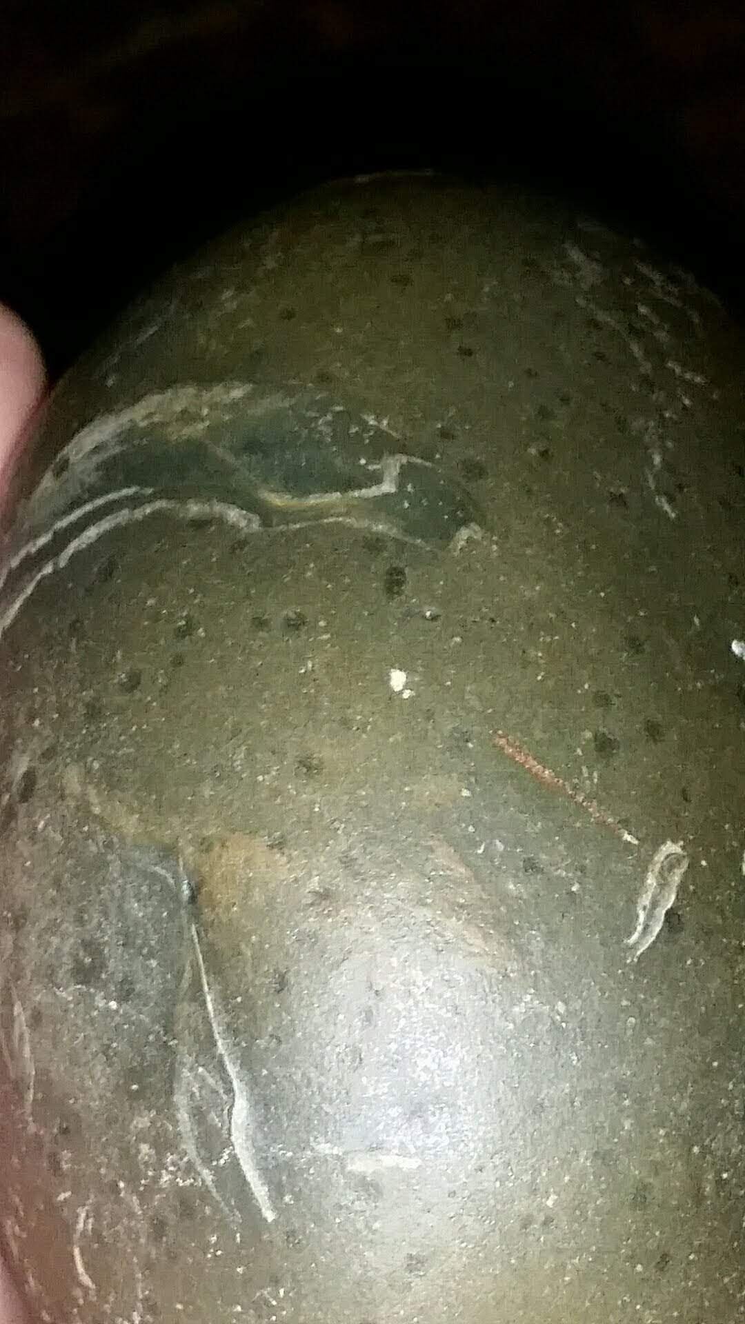 Egg-zactly - Fossil ID - The Fossil Forum