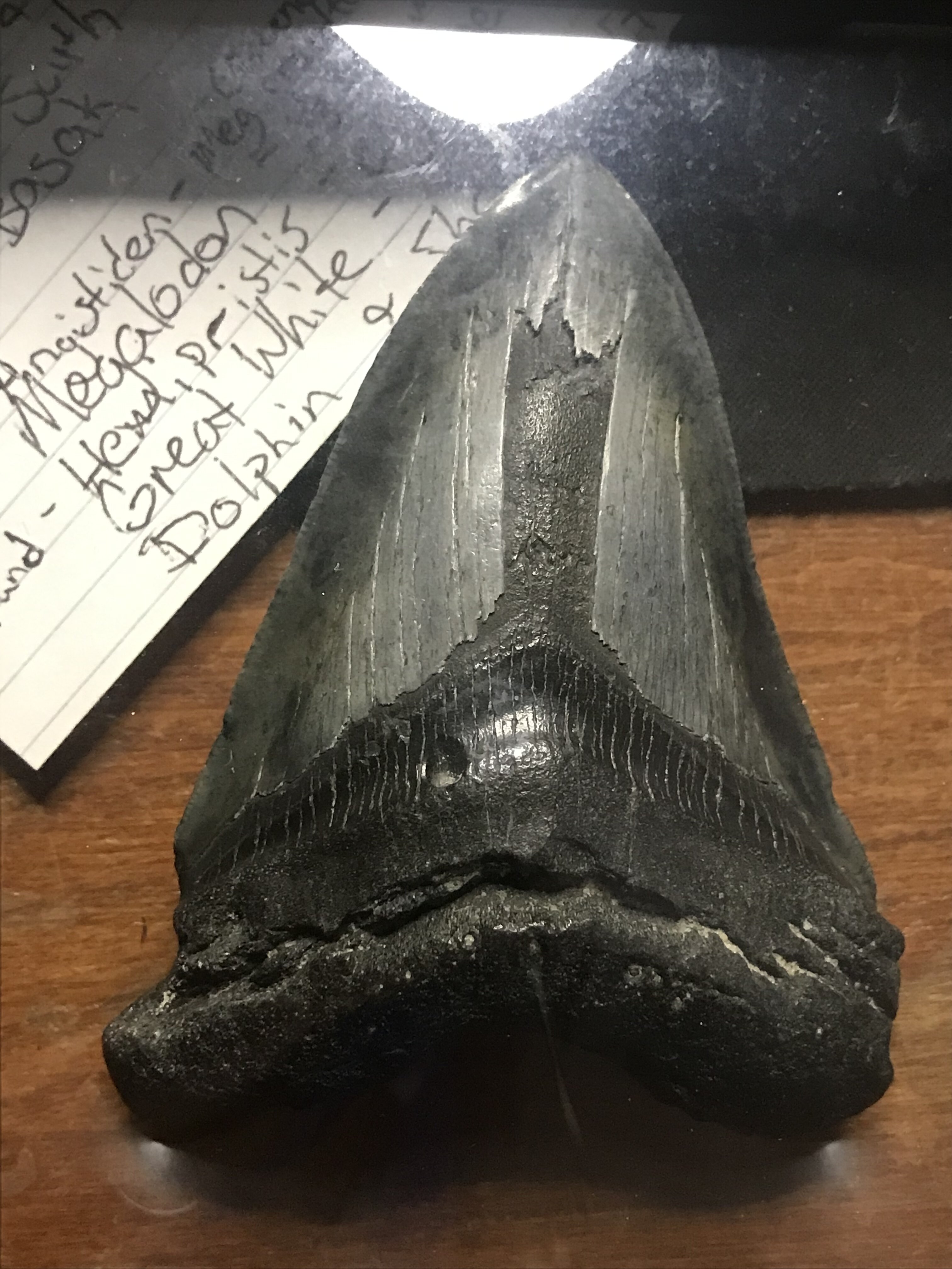 4 1/2 meg tooth - Member Collections - The Fossil Forum