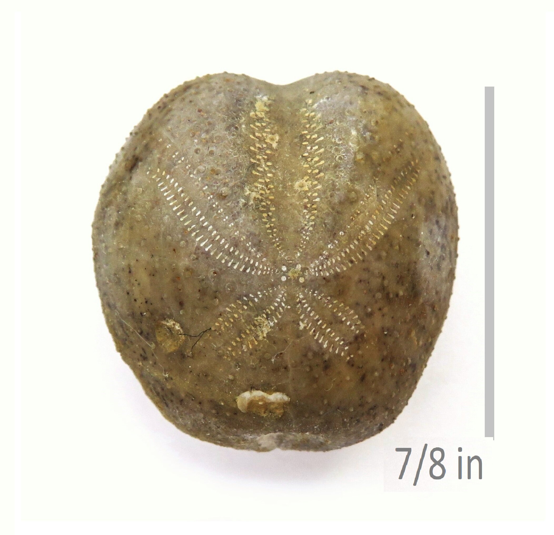 January Fossil Finds 2025 - Member Collections - The Fossil Forum