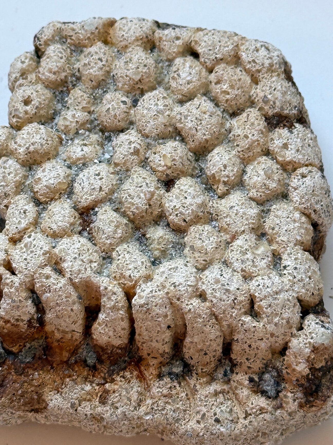 Florida Beach Fossil - Fossil ID - The Fossil Forum