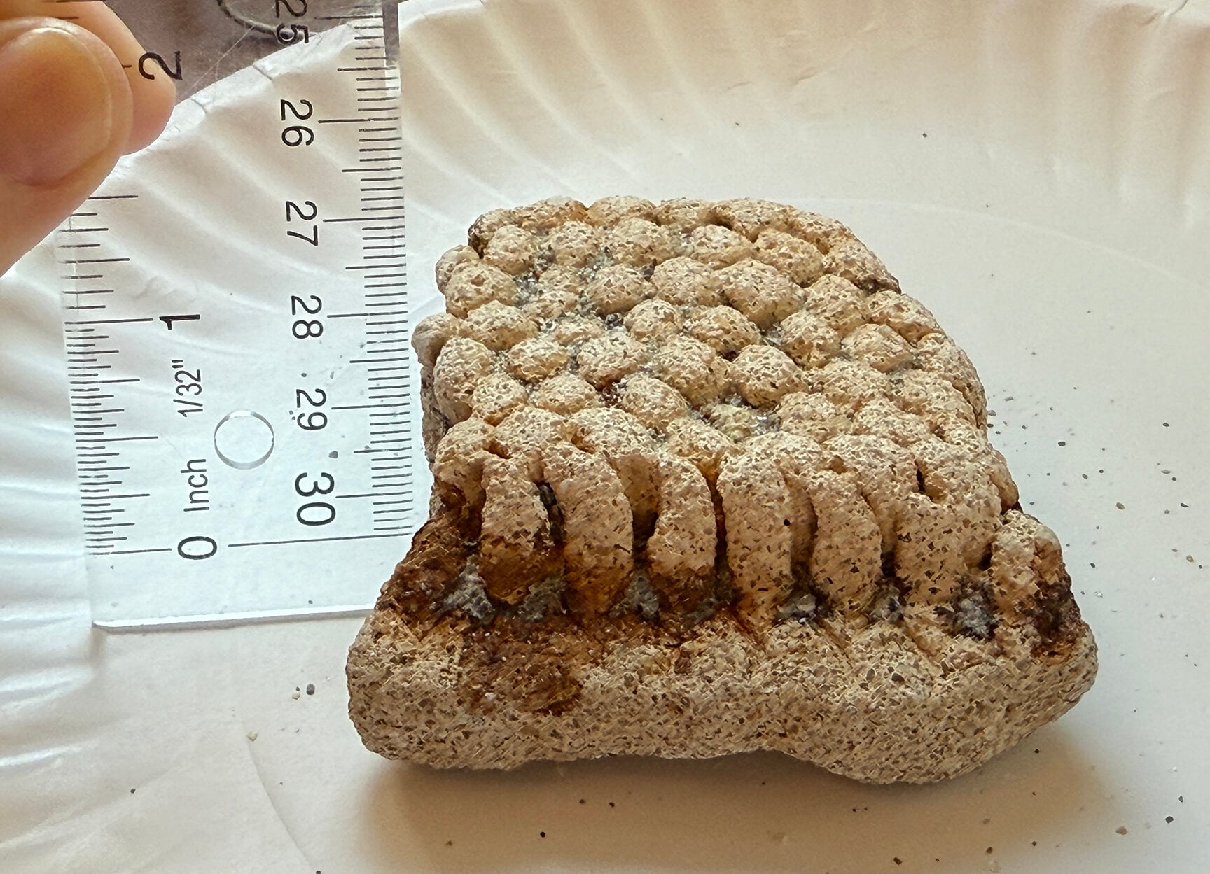 Florida Beach Fossil - Fossil ID - The Fossil Forum