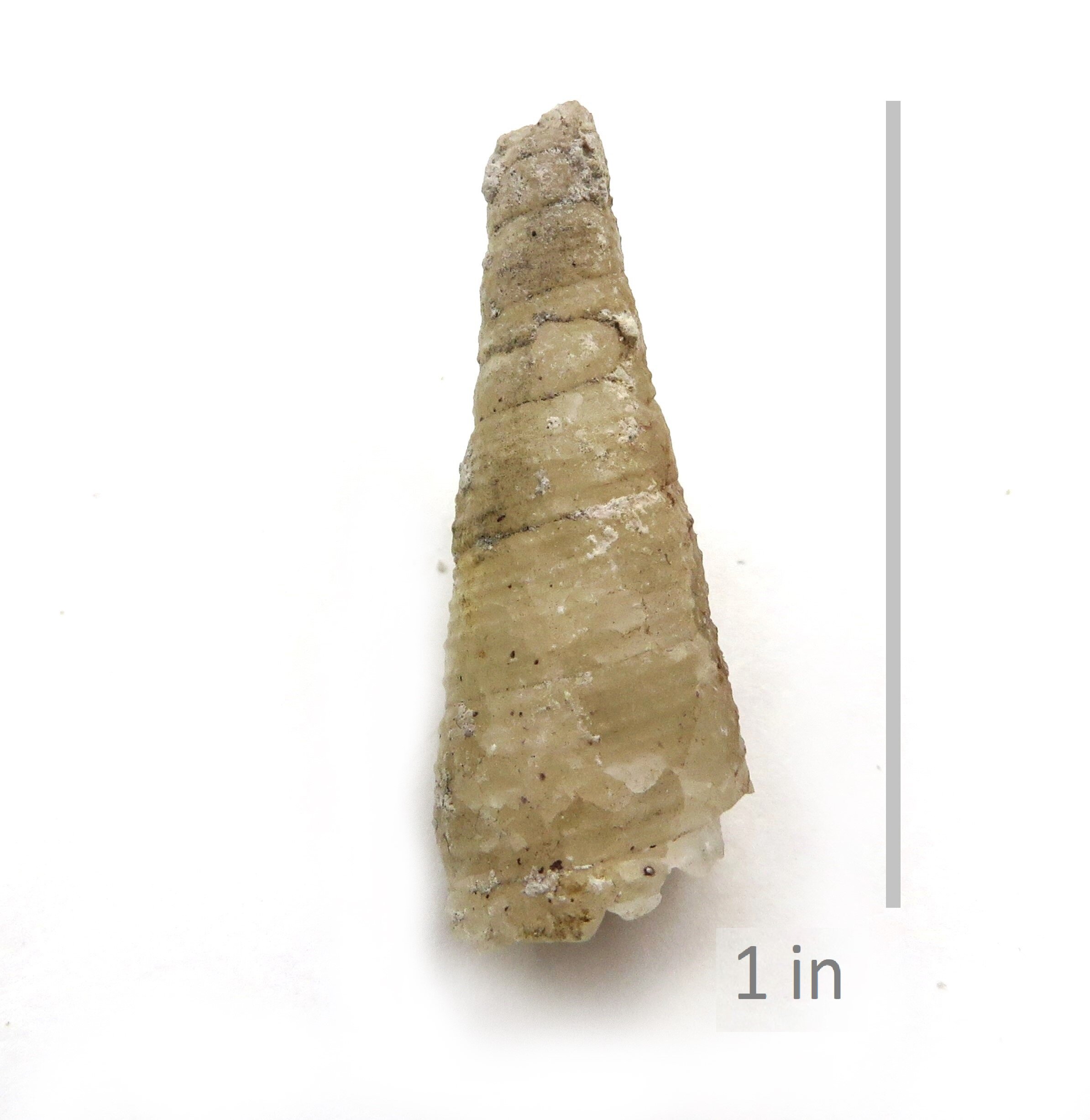 January Fossil Finds 2025 - Member Collections - The Fossil Forum