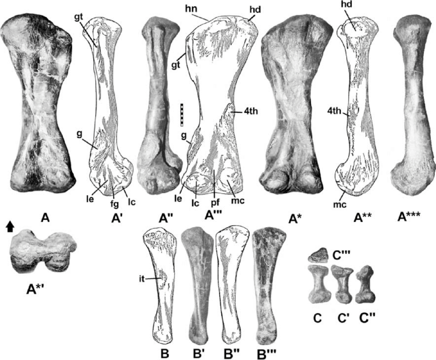 Ankylosaurus Femur - Fossil ID - The Fossil Forum