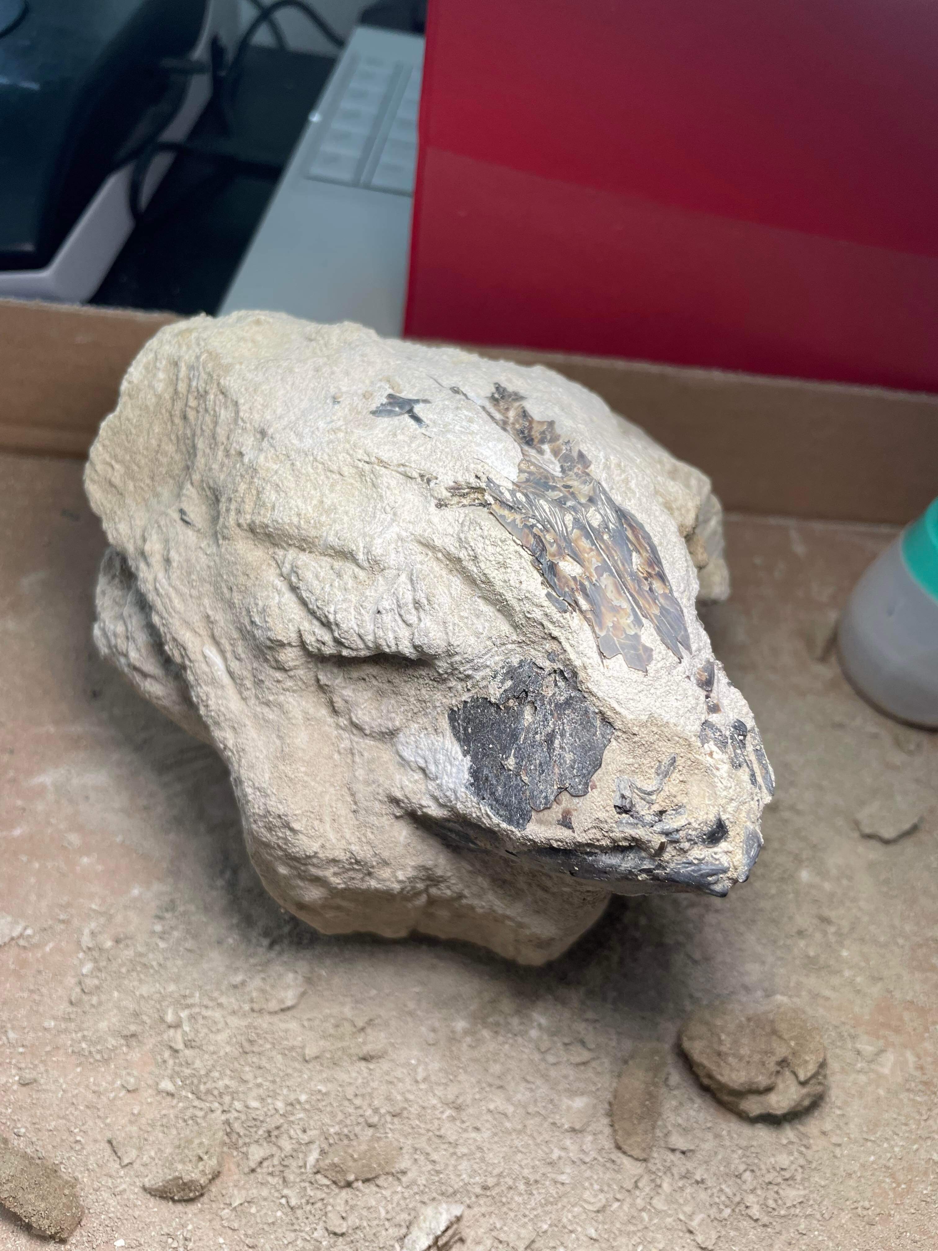 Tool suggestions? - Fossil Preparation - The Fossil Forum