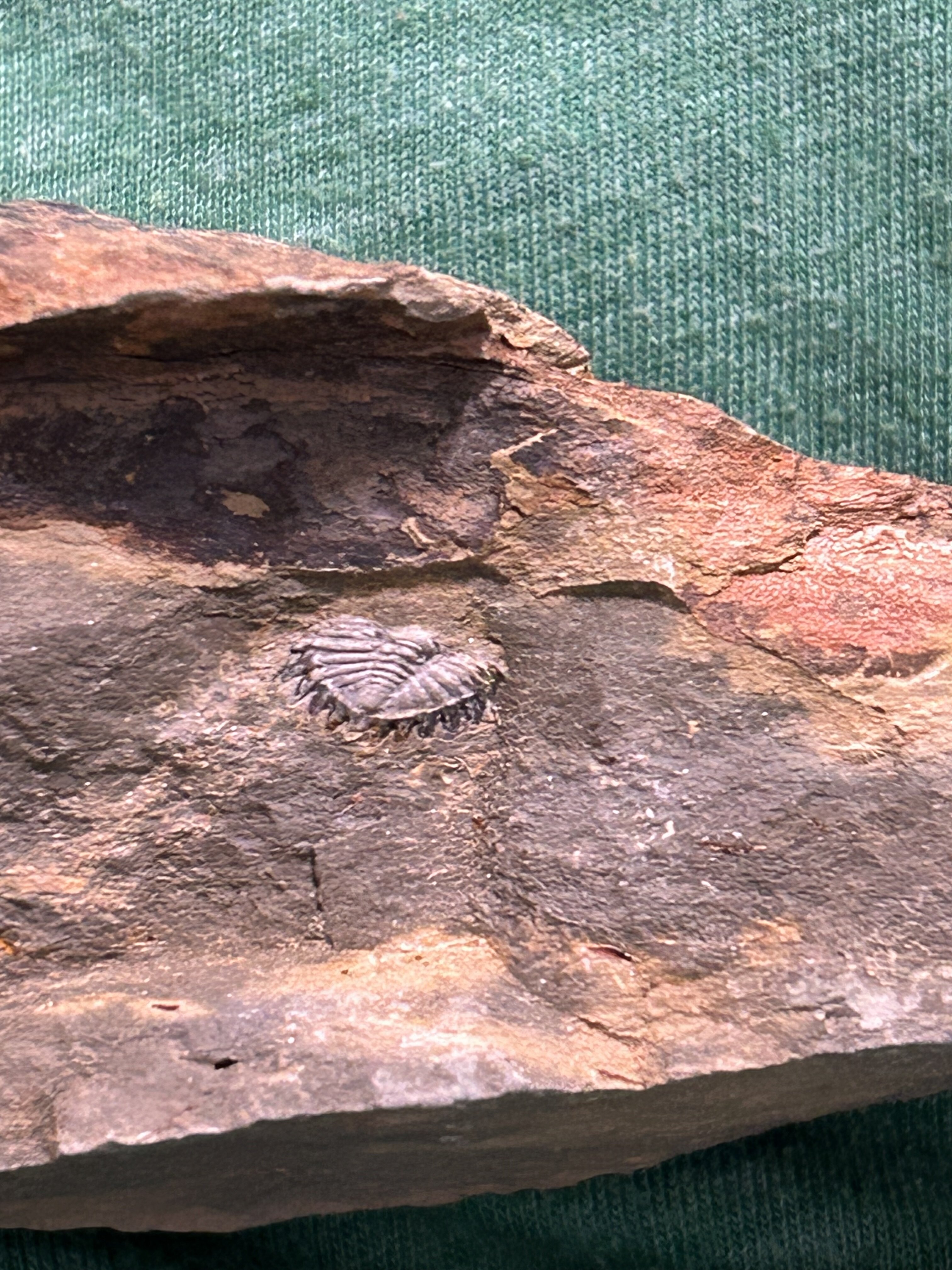 Plant impression? - Fossil ID - The Fossil Forum