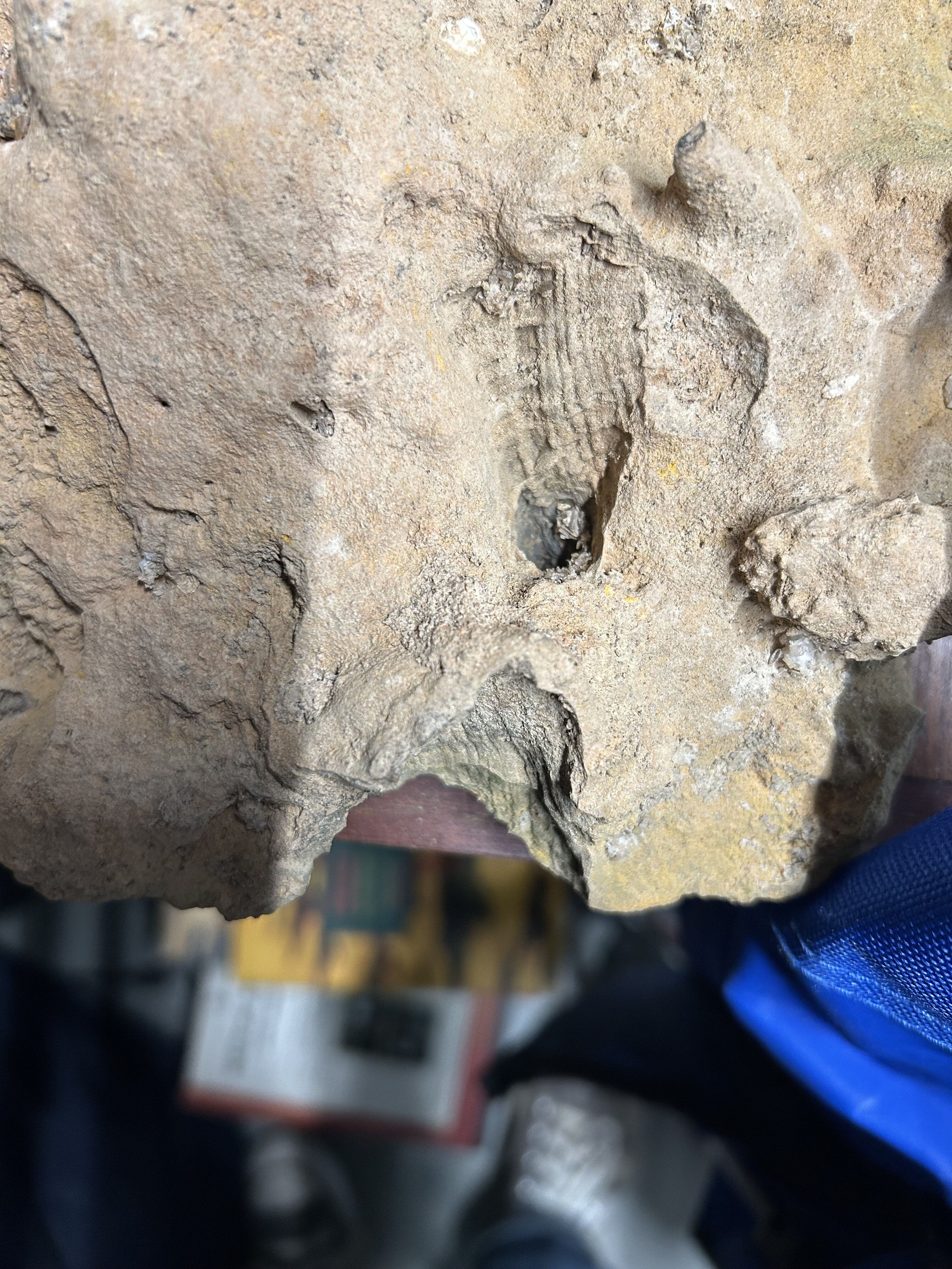 Plant impression? - Fossil ID - The Fossil Forum