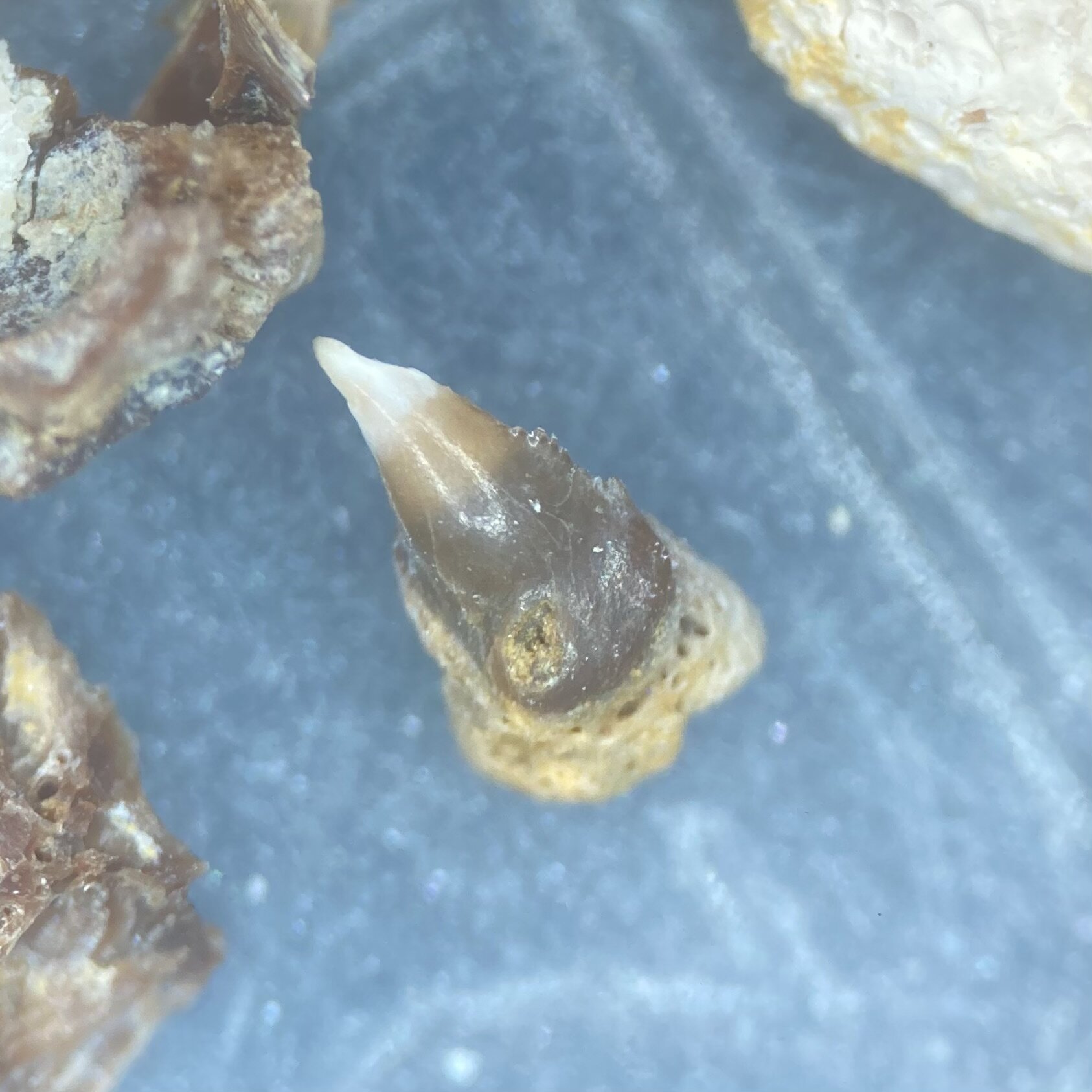 Gems from the Britton formation of Texas - Fossil Hunting Trips - The ...