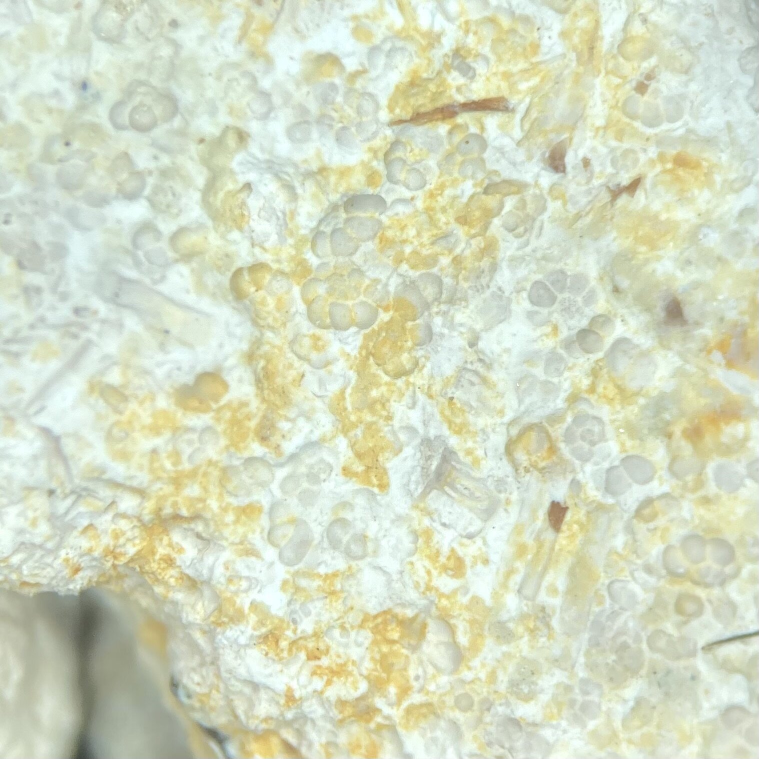 Gems from the Britton formation of Texas - Fossil Hunting Trips - The ...