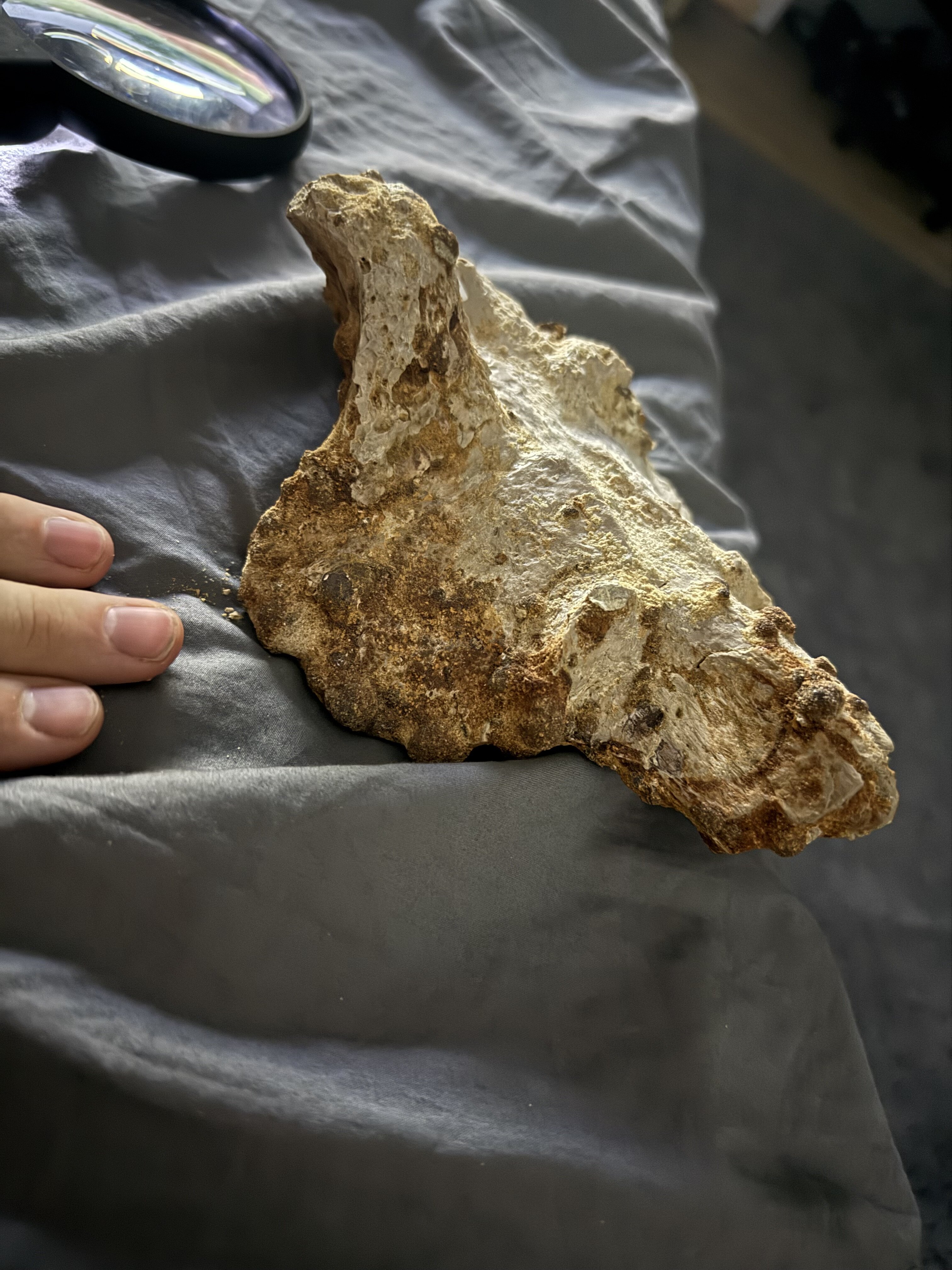What Skull Bone is it? Kem-Kem - Fossil ID - The Fossil Forum