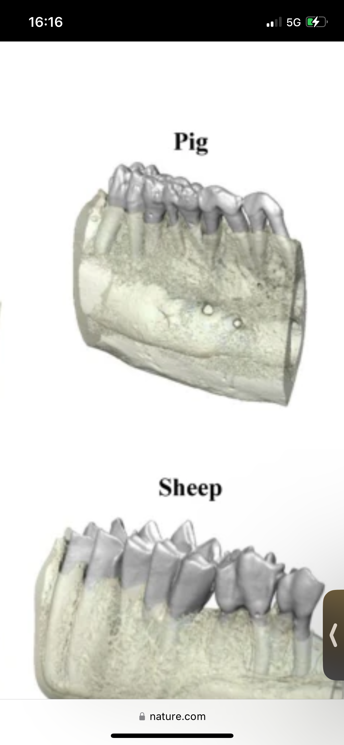 Possible human tooth, maybe ancient? - Fossil ID - The Fossil Forum