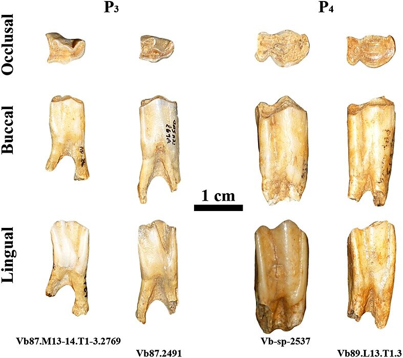 Possible human tooth, maybe ancient? - Fossil ID - The Fossil Forum