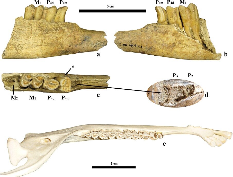 Possible human tooth, maybe ancient? - Fossil ID - The Fossil Forum