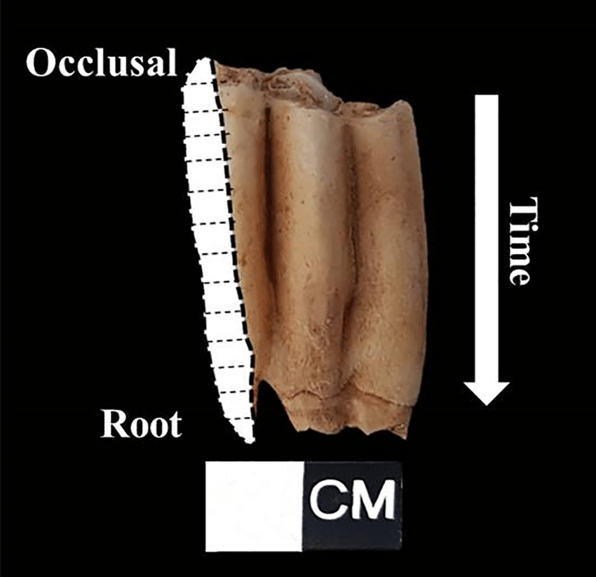 Possible human tooth, maybe ancient? - Fossil ID - The Fossil Forum