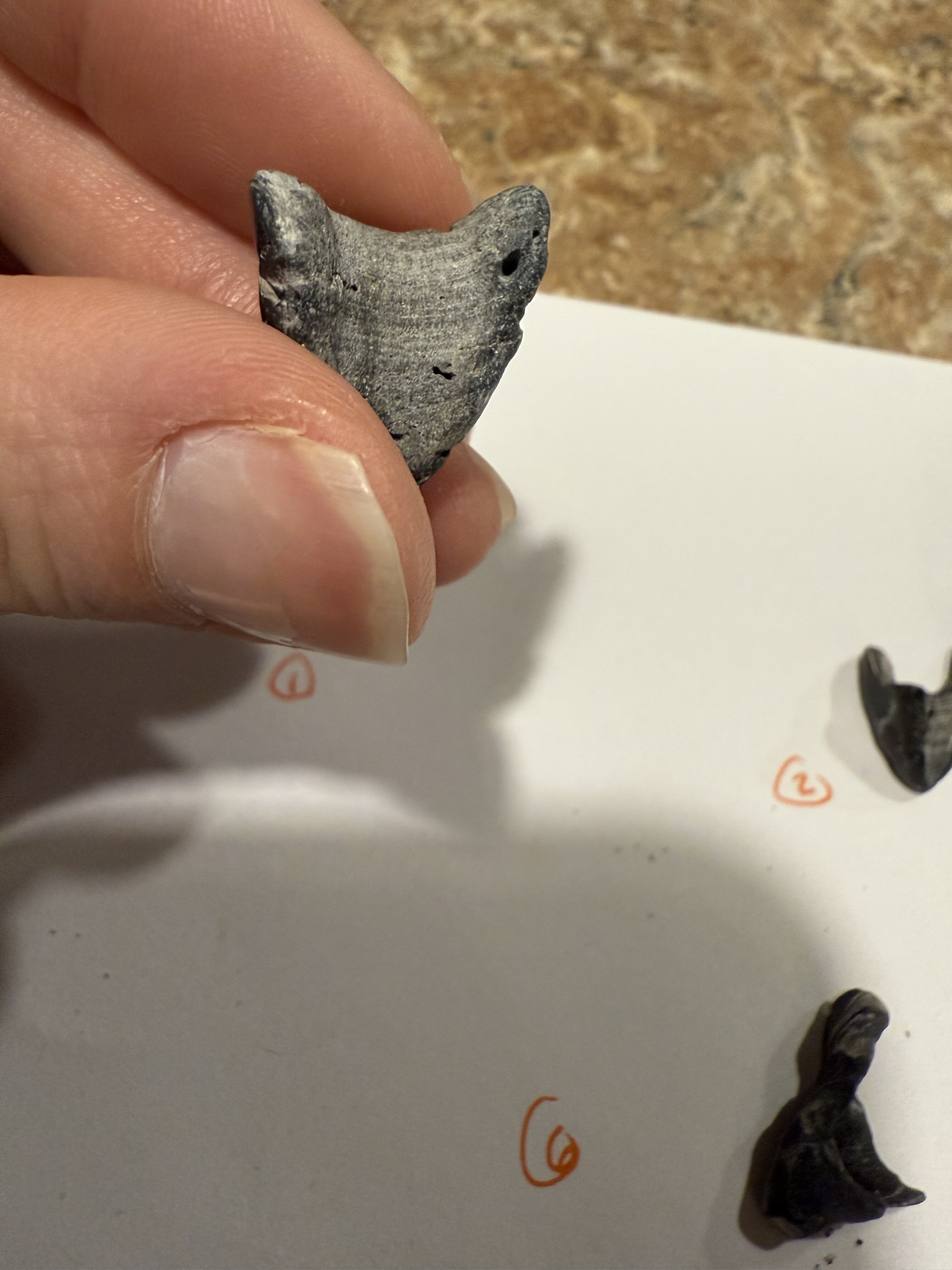 Beach Fossils SC - Fossil ID - The Fossil Forum