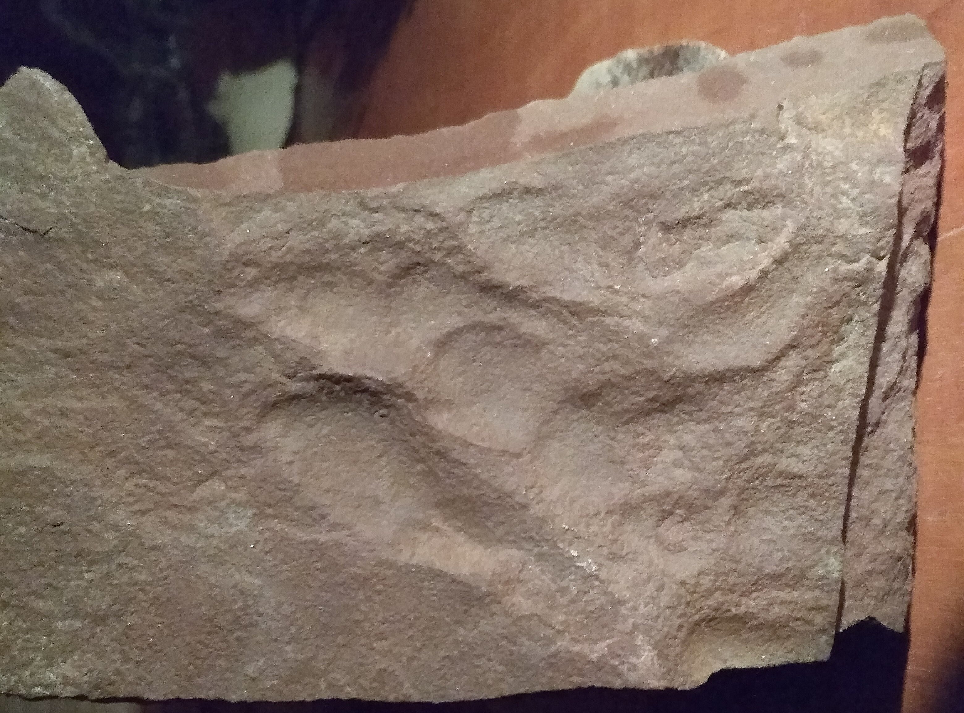 Show Us Your Ichnofossils--Part 1 - Page 2 - Member Collections - The ...