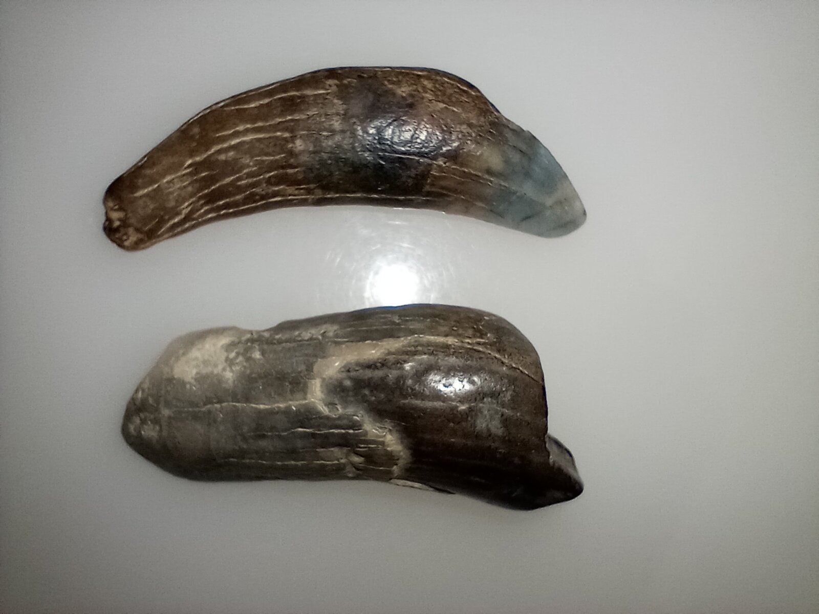Tooth Identification- Dire Wolf and Bear? - Fossil ID - The Fossil Forum