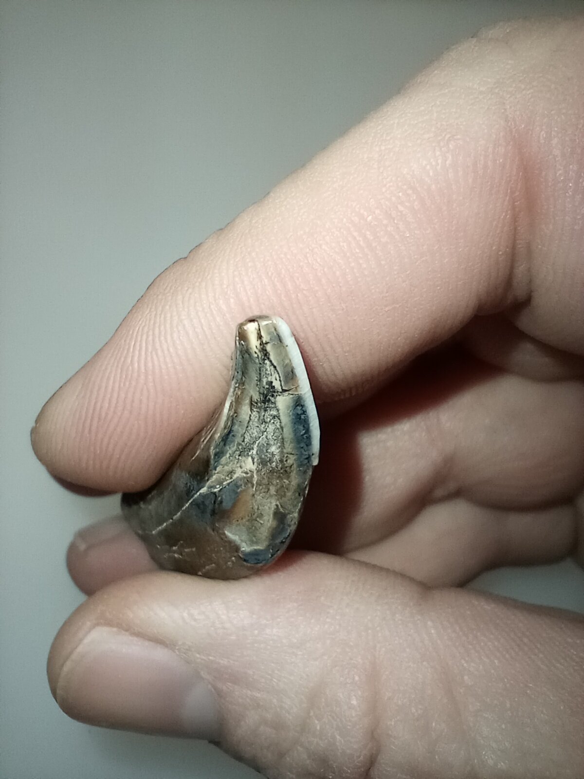 Tooth Identification- Dire Wolf and Bear? - Fossil ID - The Fossil Forum