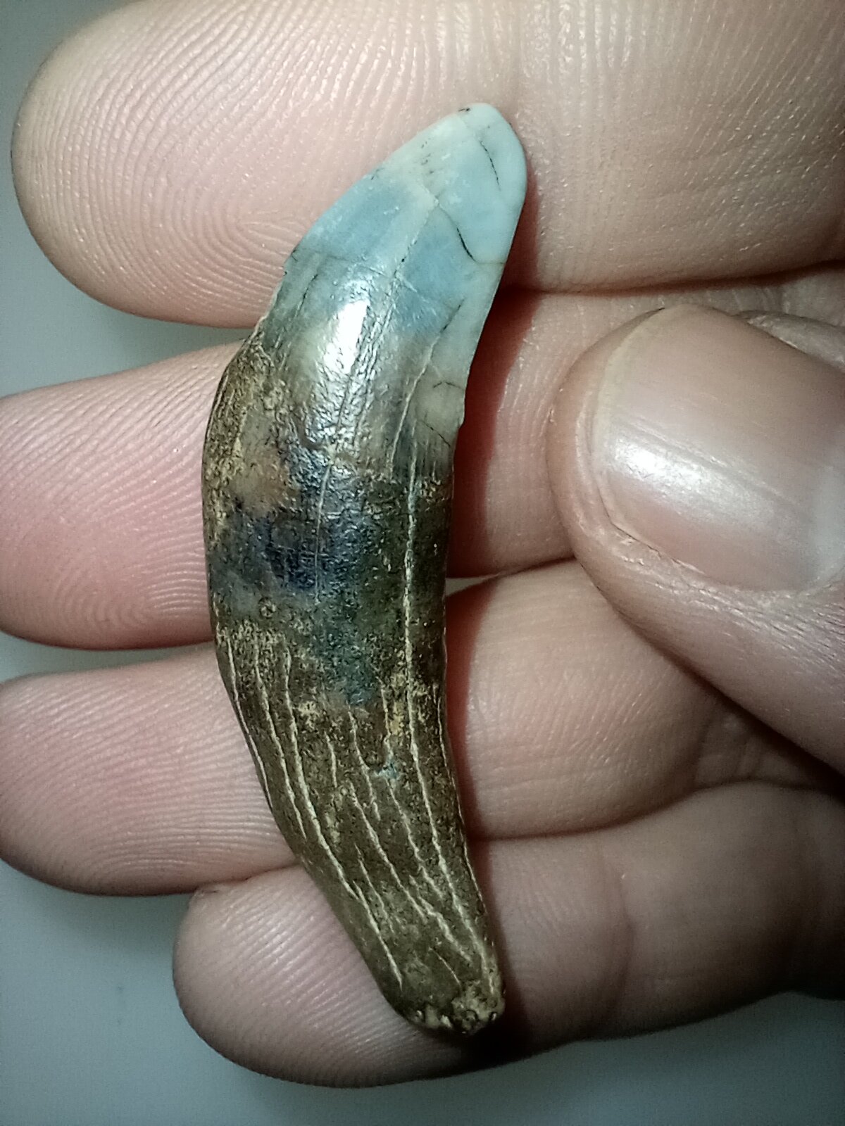Tooth Identification- Dire Wolf and Bear? - Fossil ID - The Fossil Forum