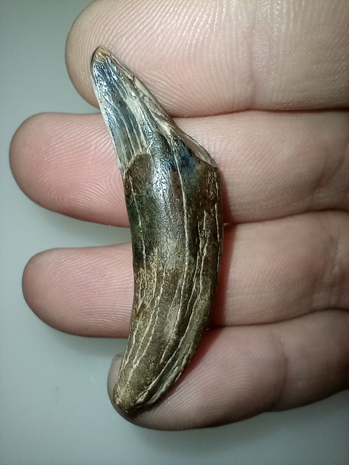 Tooth Identification- Dire Wolf and Bear? - Fossil ID - The Fossil Forum