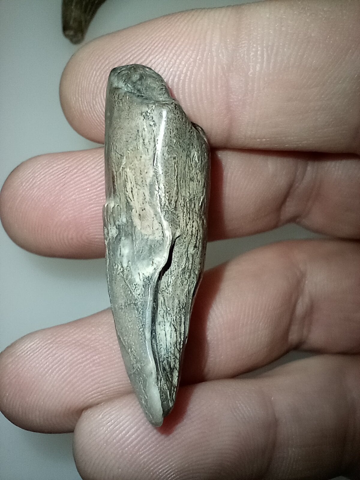 Tooth Identification- Dire Wolf and Bear? - Fossil ID - The Fossil Forum