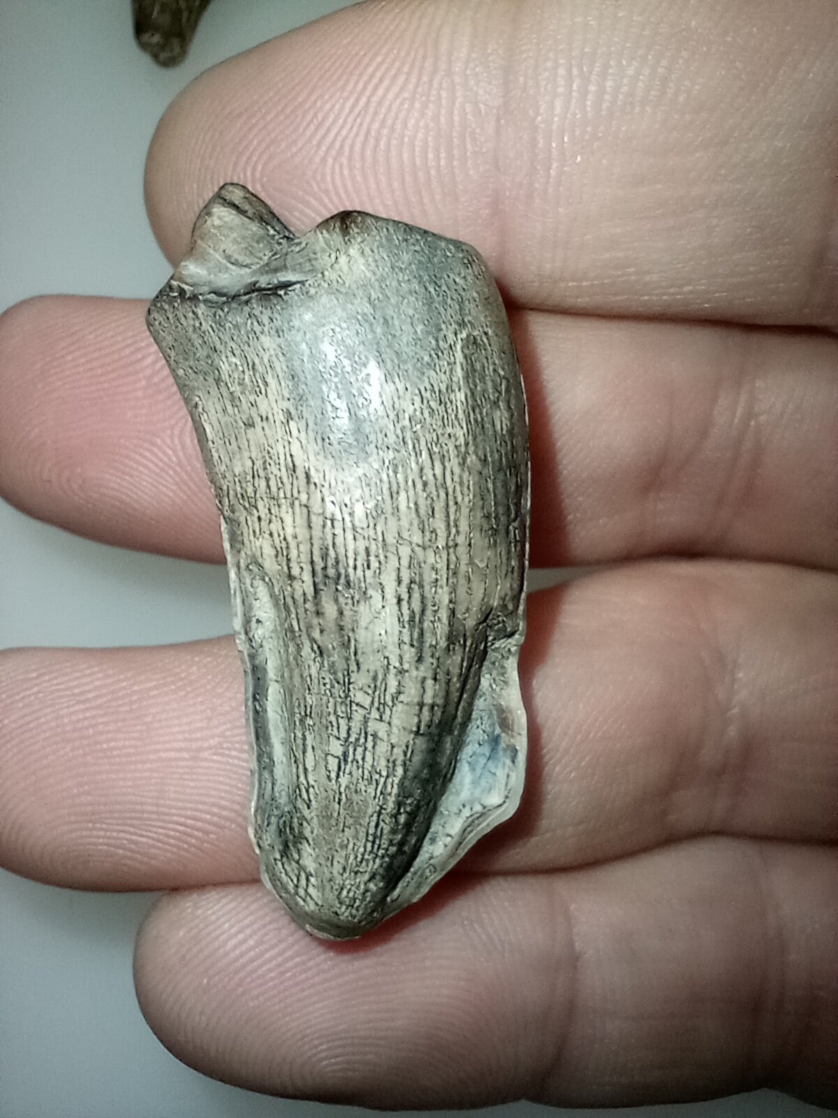 Tooth Identification- Dire Wolf and Bear? - Fossil ID - The Fossil Forum