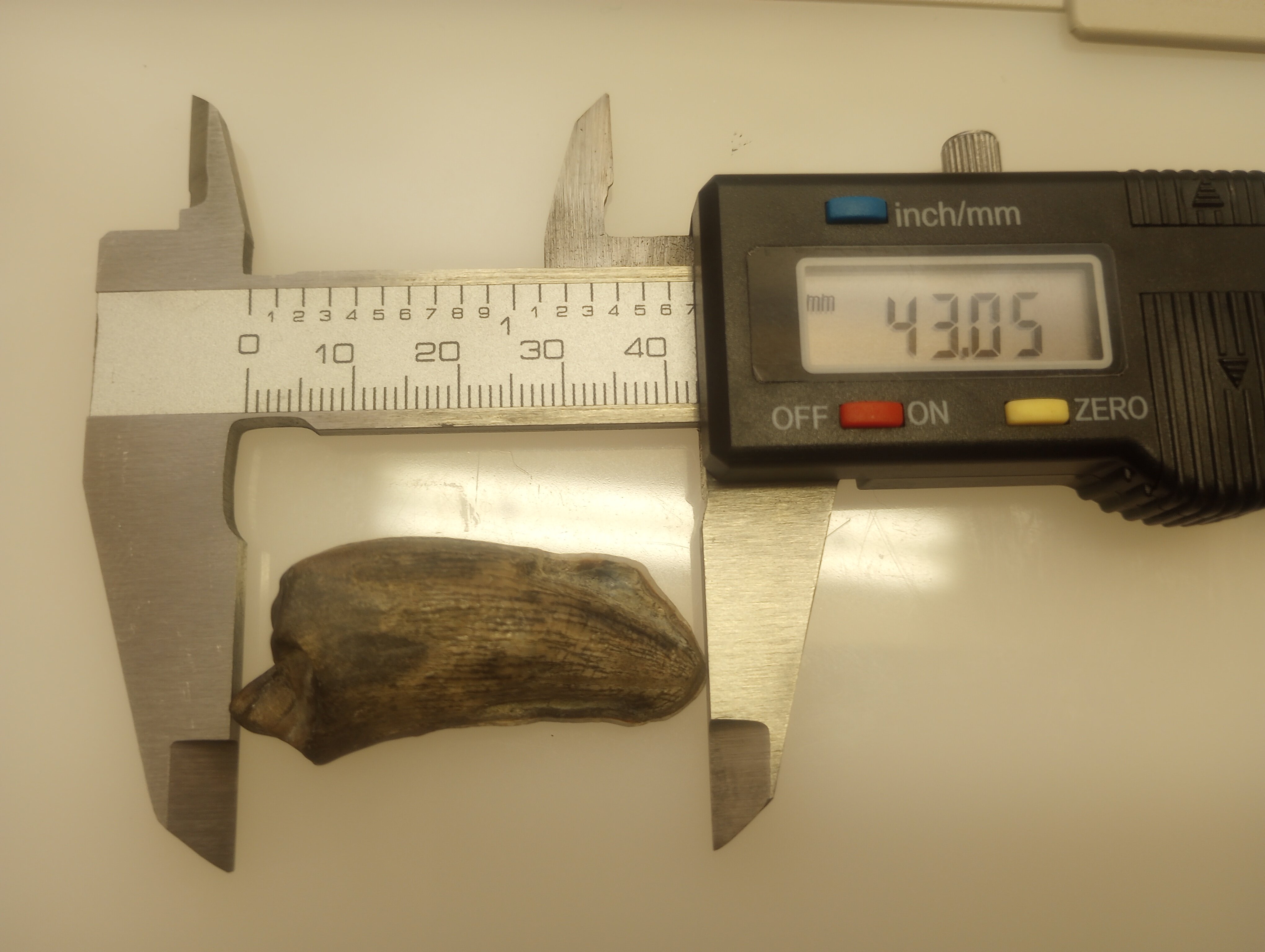 Tooth Identification- Dire Wolf and Bear? - Fossil ID - The Fossil Forum