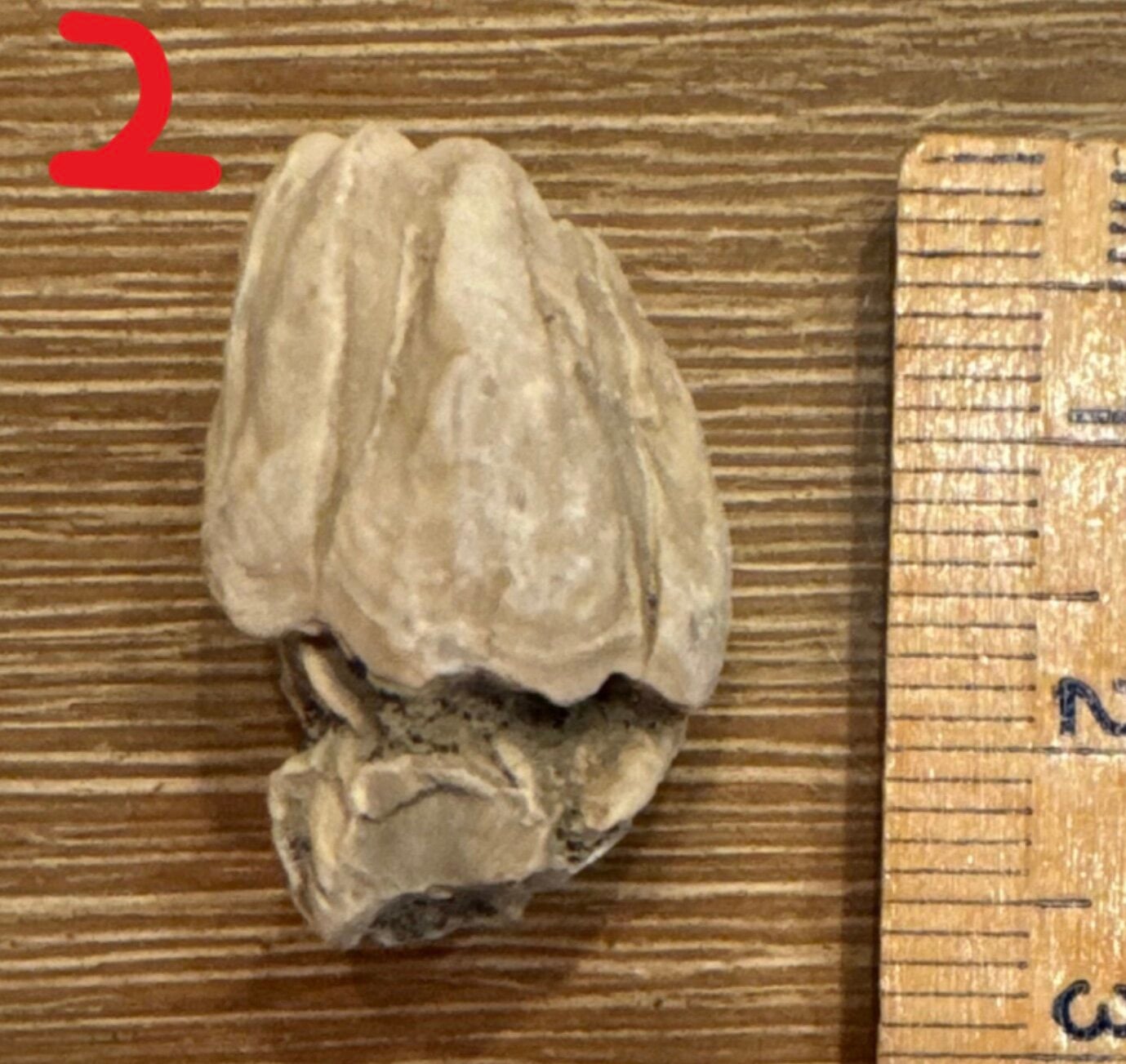 Help Identifying Aurora NC Fossils - Fossil ID - The Fossil Forum