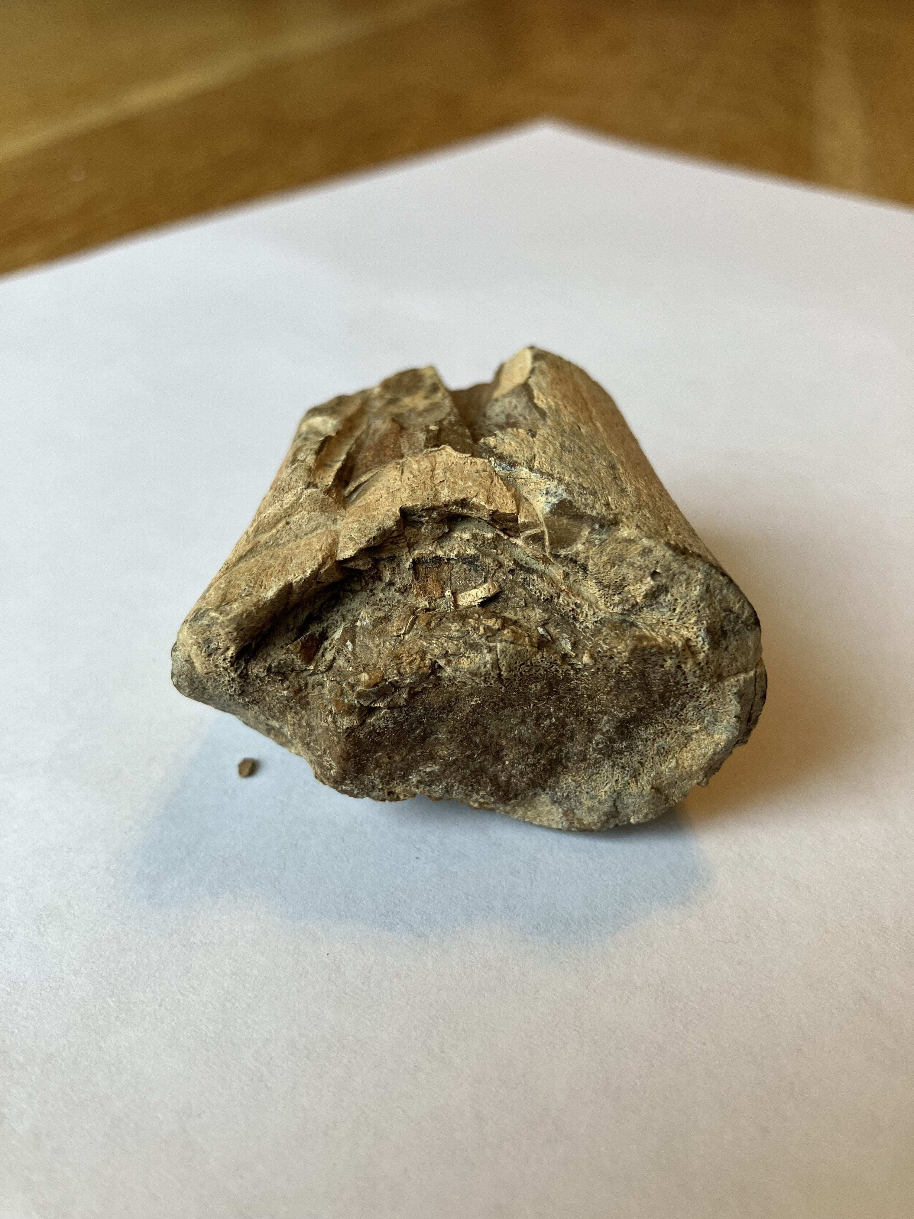 South Jersey Bone Fragment ID - Fossil ID - The Fossil Forum