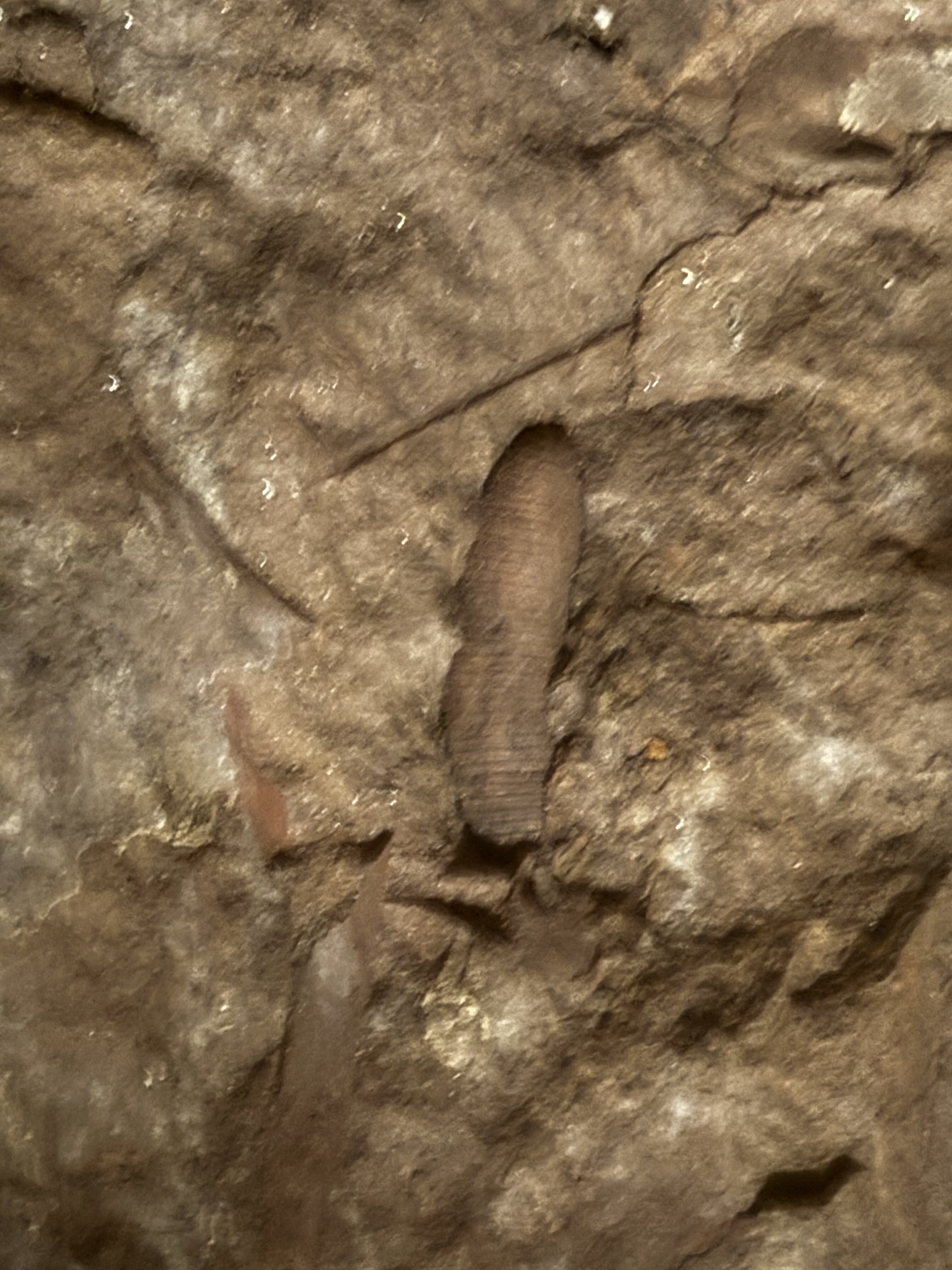 Fossil caterpillar? - Fossil ID - The Fossil Forum