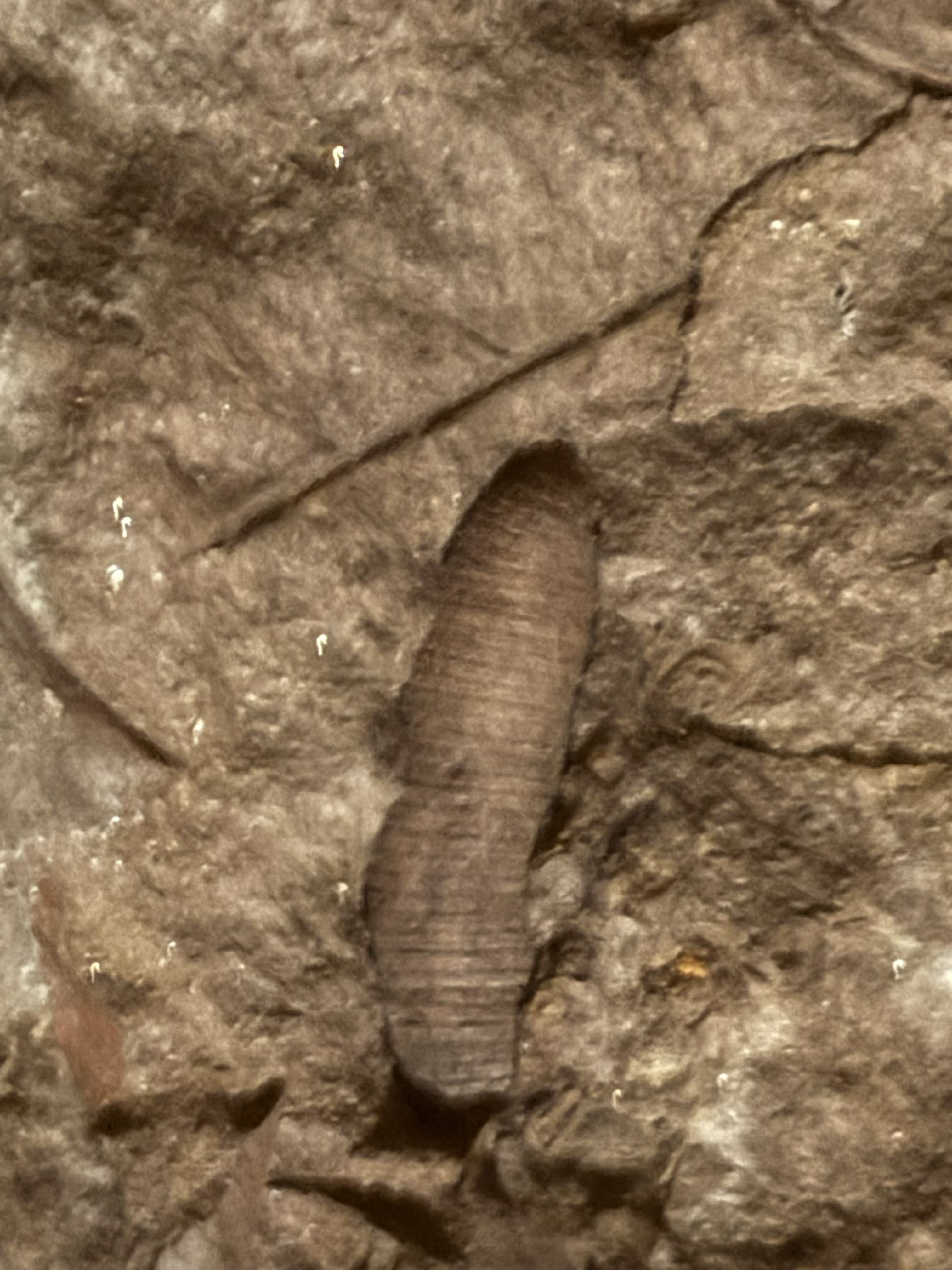 Fossil caterpillar? - Fossil ID - The Fossil Forum