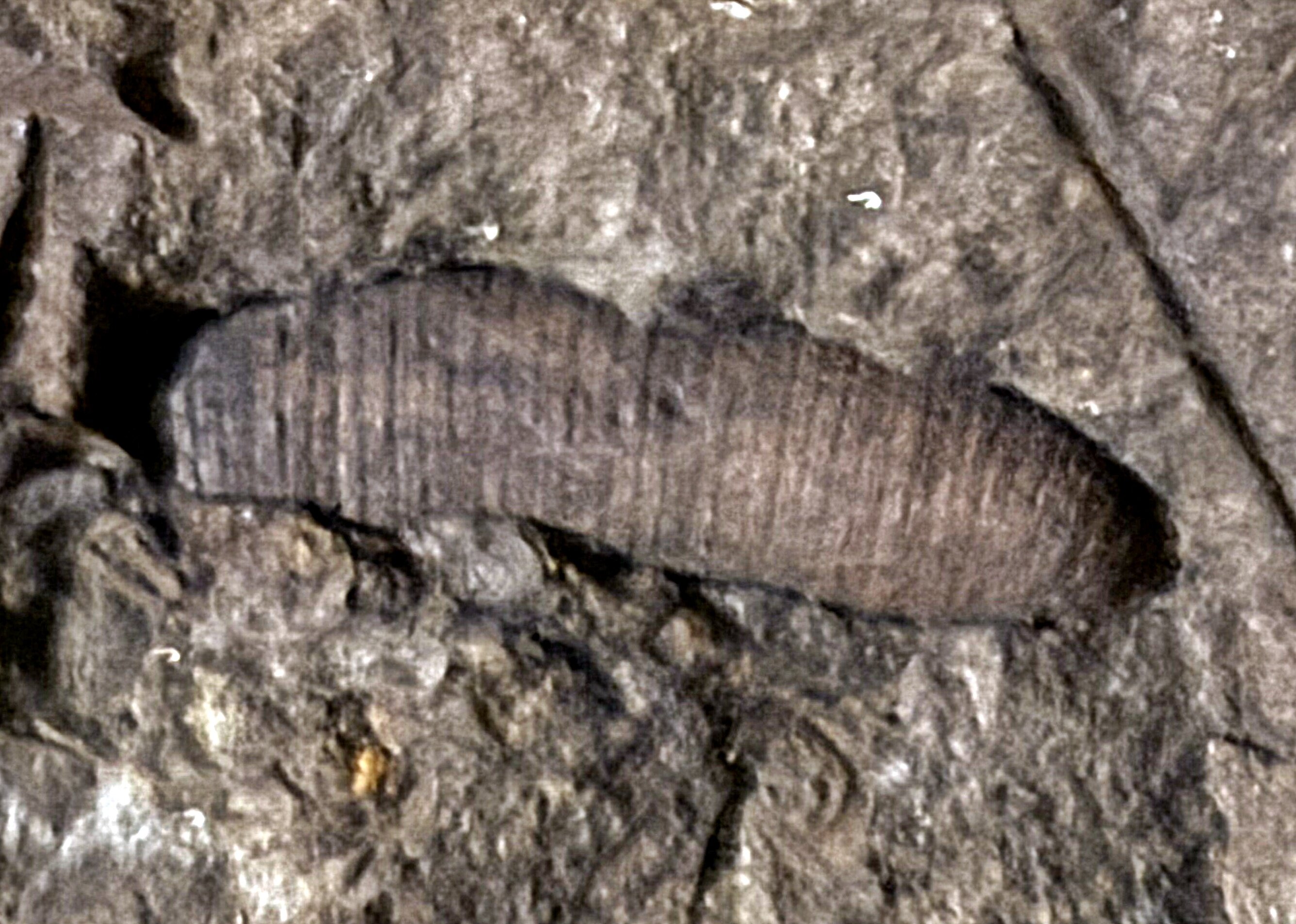 Fossil caterpillar? - Fossil ID - The Fossil Forum