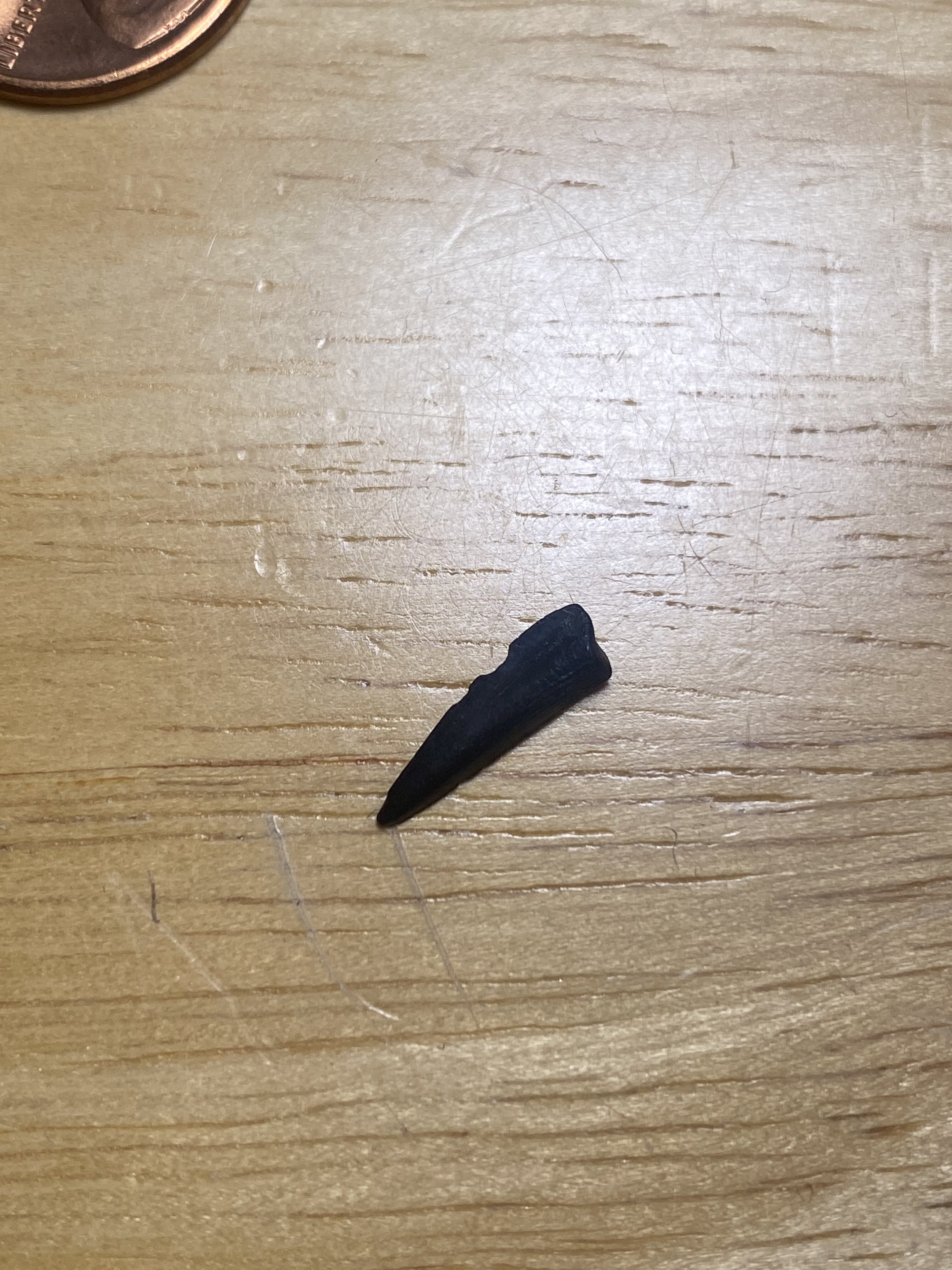 Need help identifying a small tooth from Big brook NJ - Fossil ID - The ...