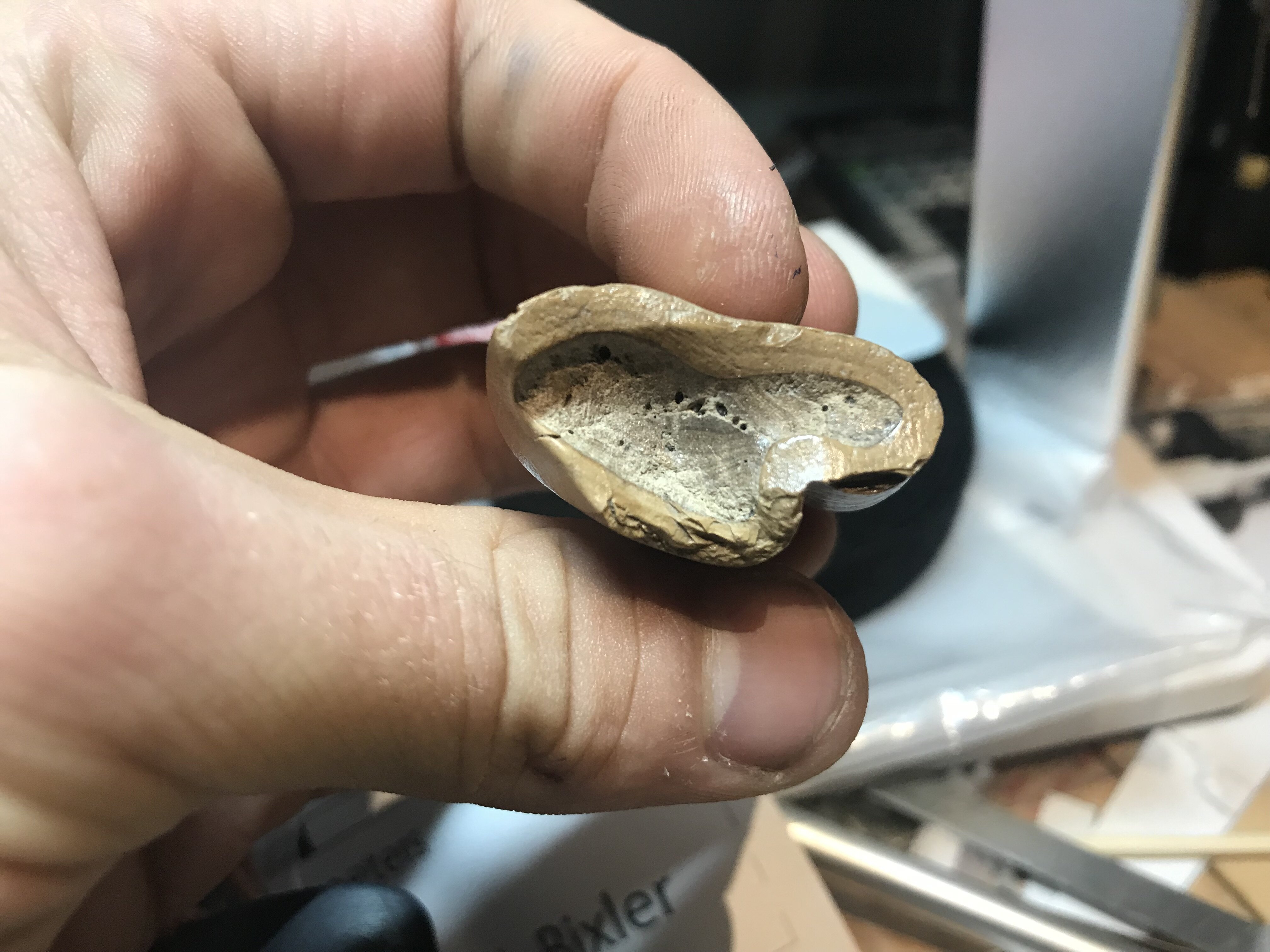 Giant sloth tooth, species please - Fossil ID - The Fossil Forum