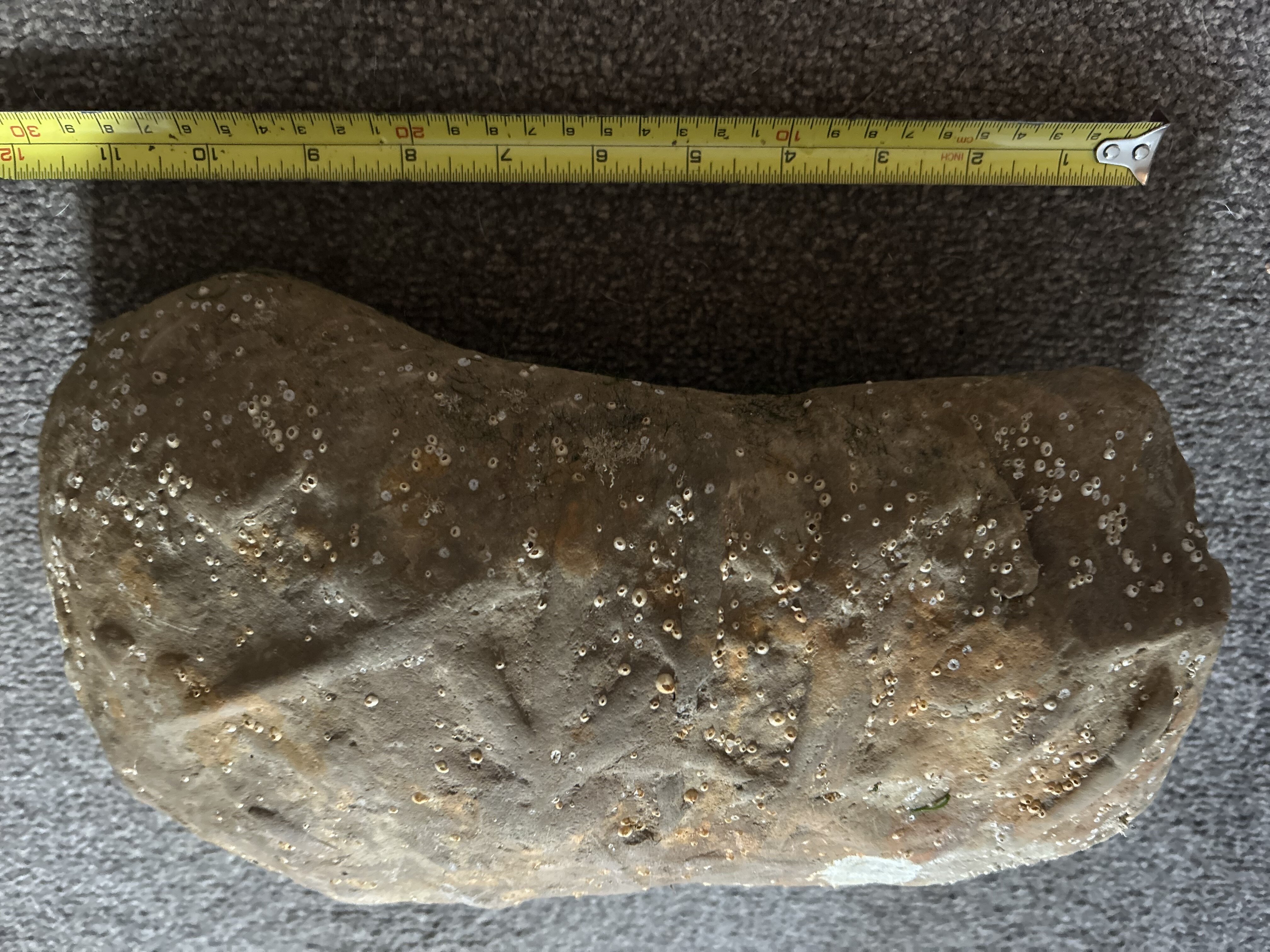Large stone with markings - Fossil ID - The Fossil Forum