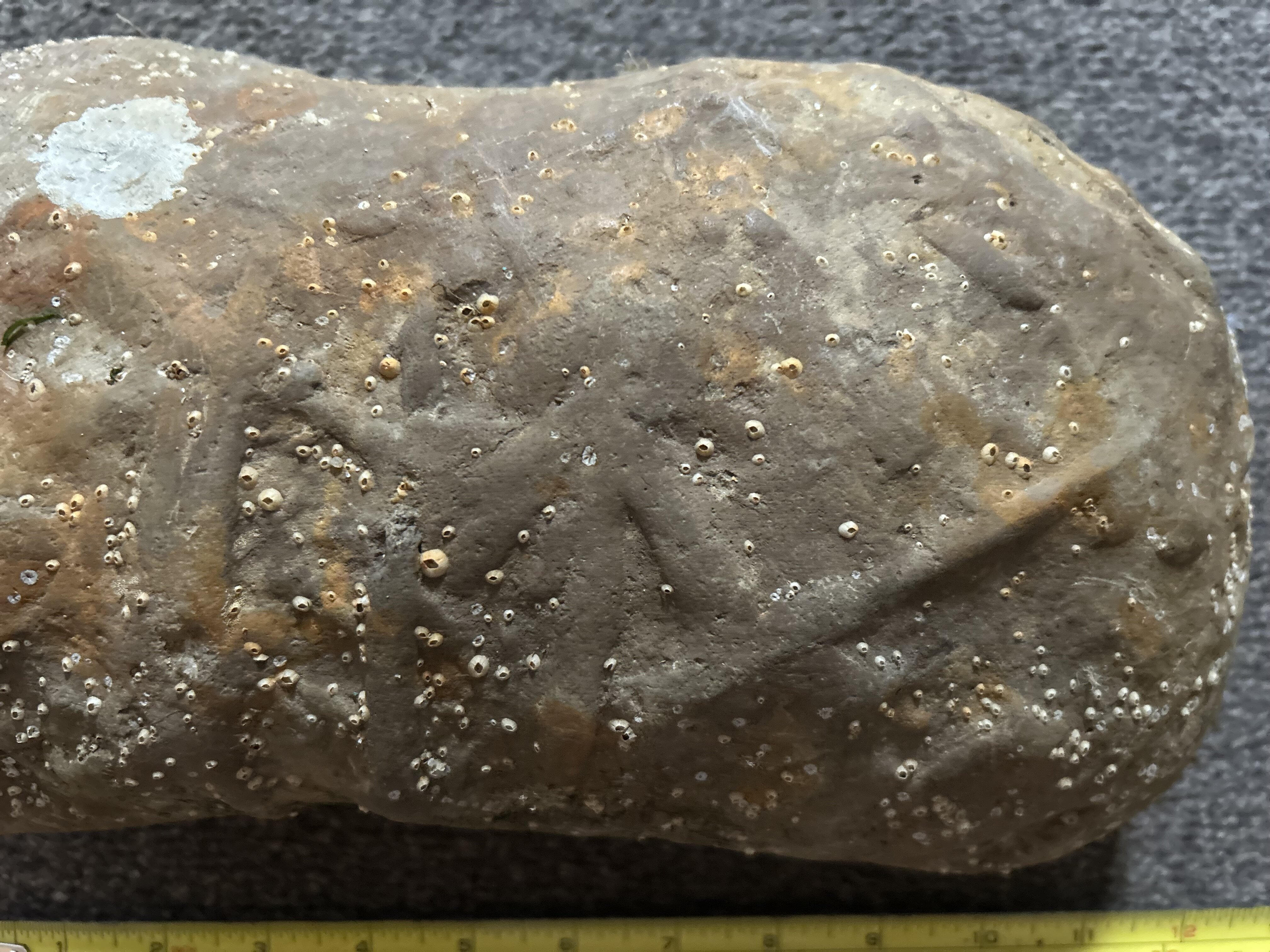 Large stone with markings - Fossil ID - The Fossil Forum