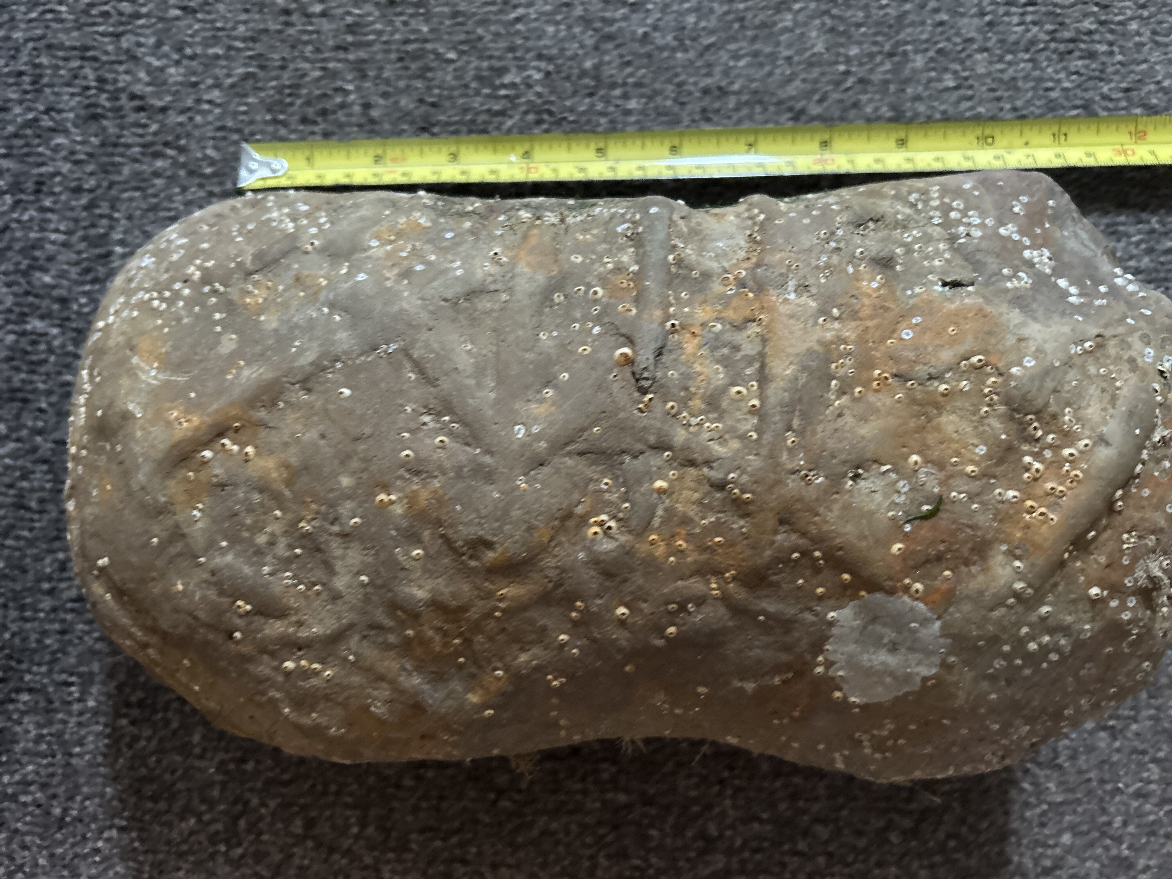 Large stone with markings - Fossil ID - The Fossil Forum