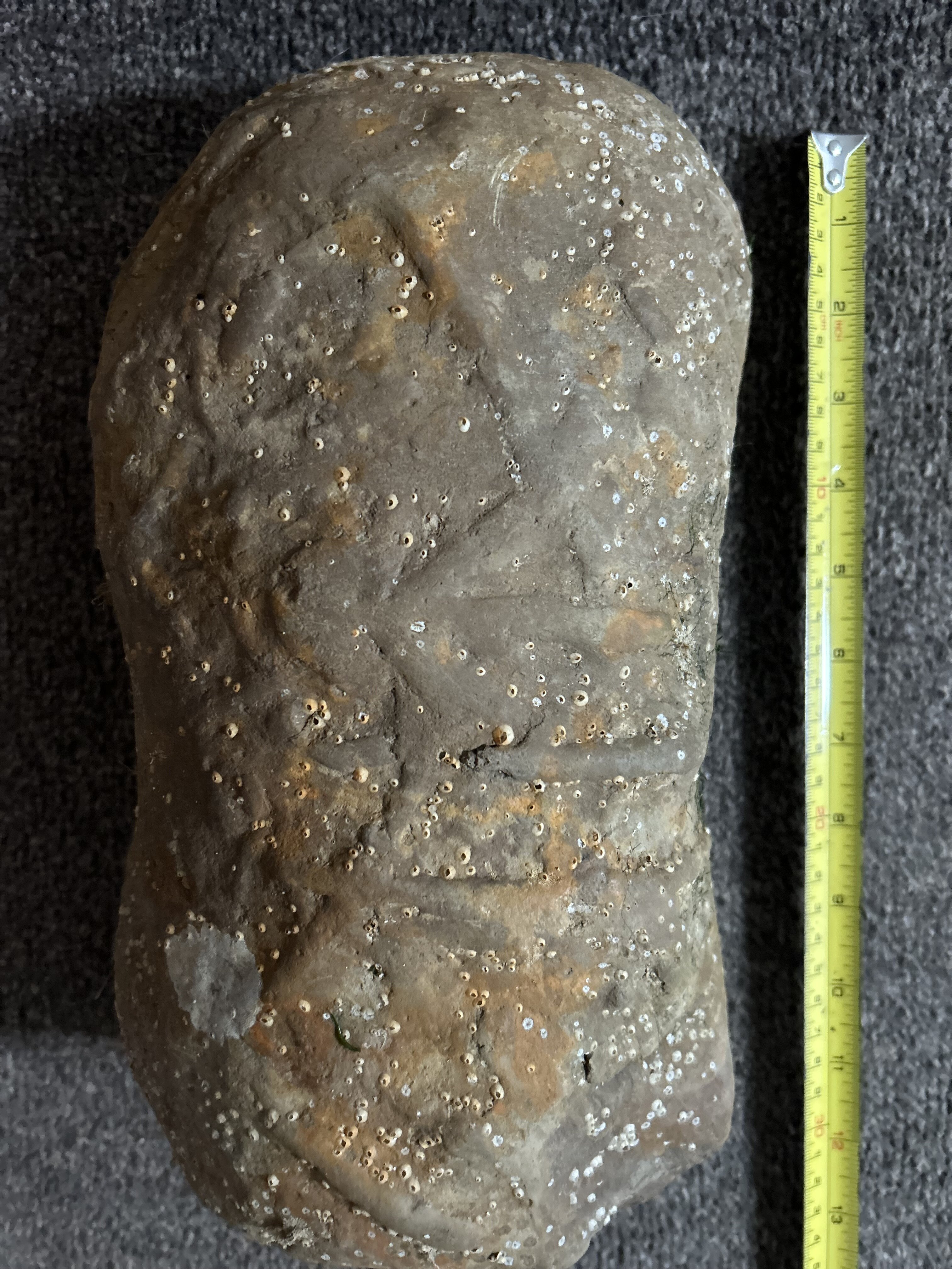 Large stone with markings - Fossil ID - The Fossil Forum