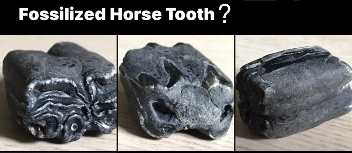 Fossilized horse tooth ID needed? - Fossil ID - The Fossil Forum