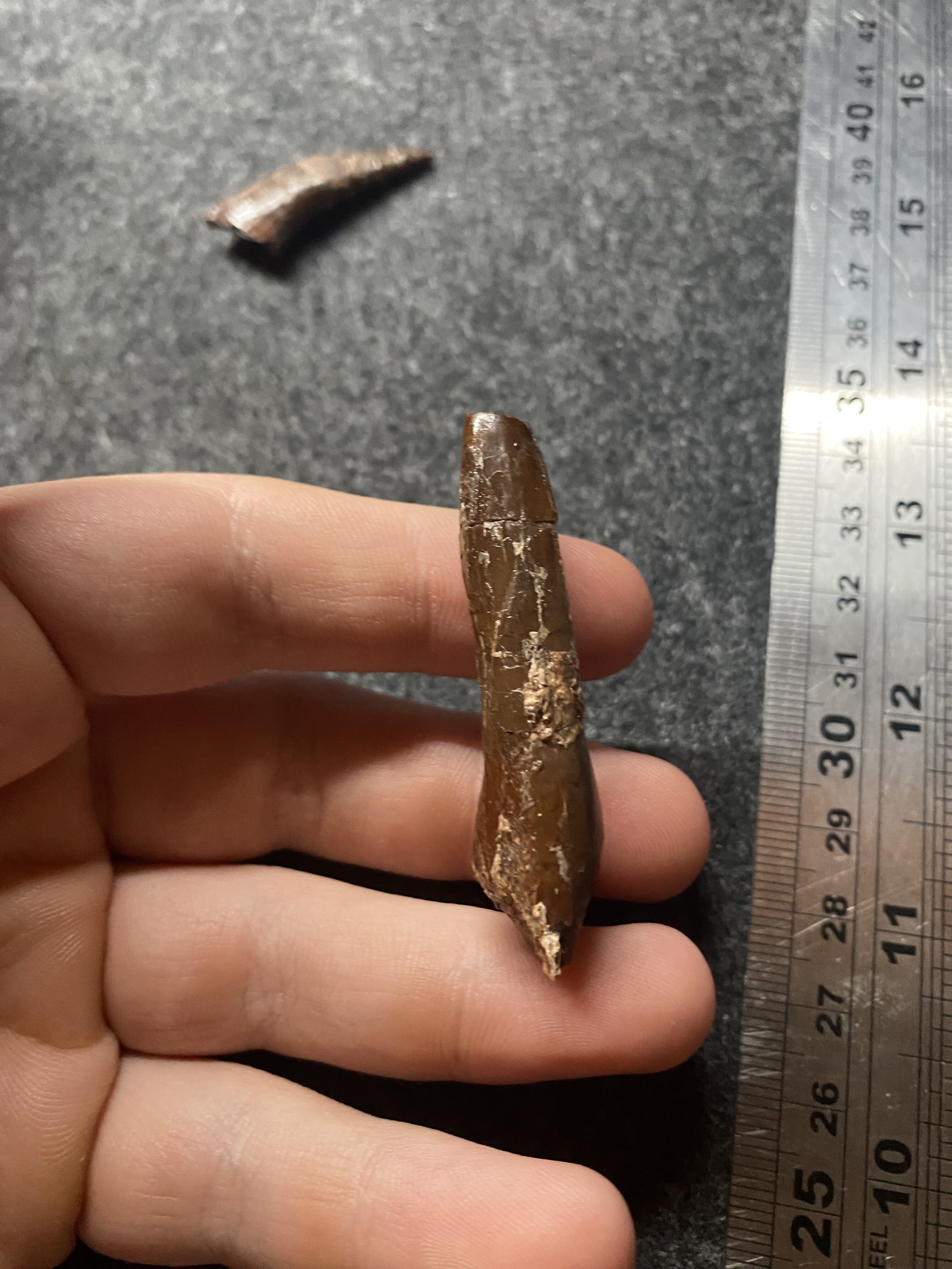 Polycotylid teeth - Fossil ID - The Fossil Forum