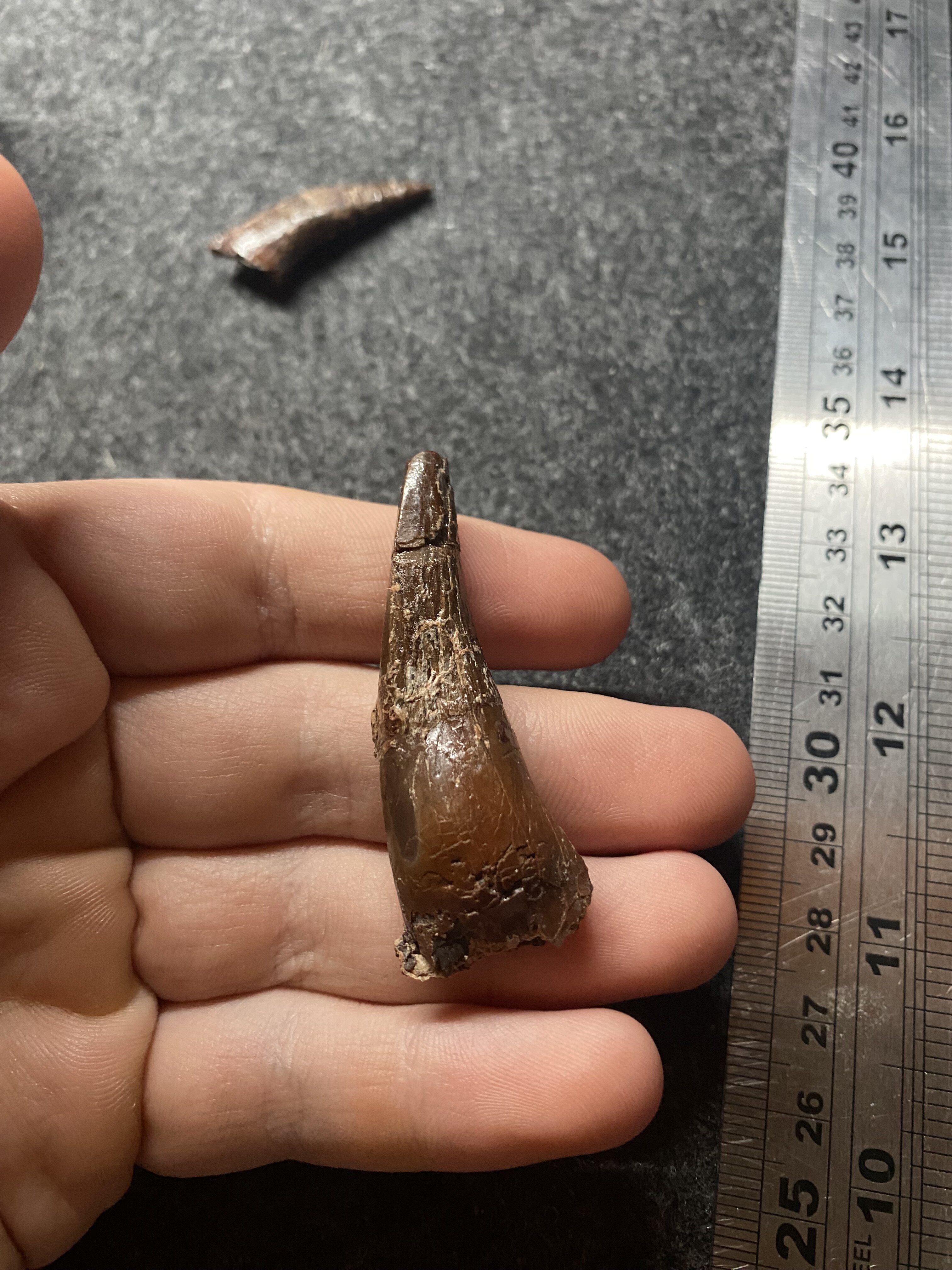Polycotylid teeth - Fossil ID - The Fossil Forum