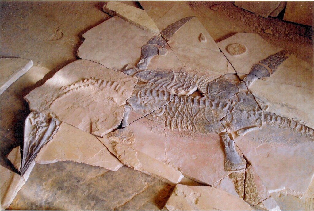 Ranking the greatest lagerstatten per period - General Fossil ...