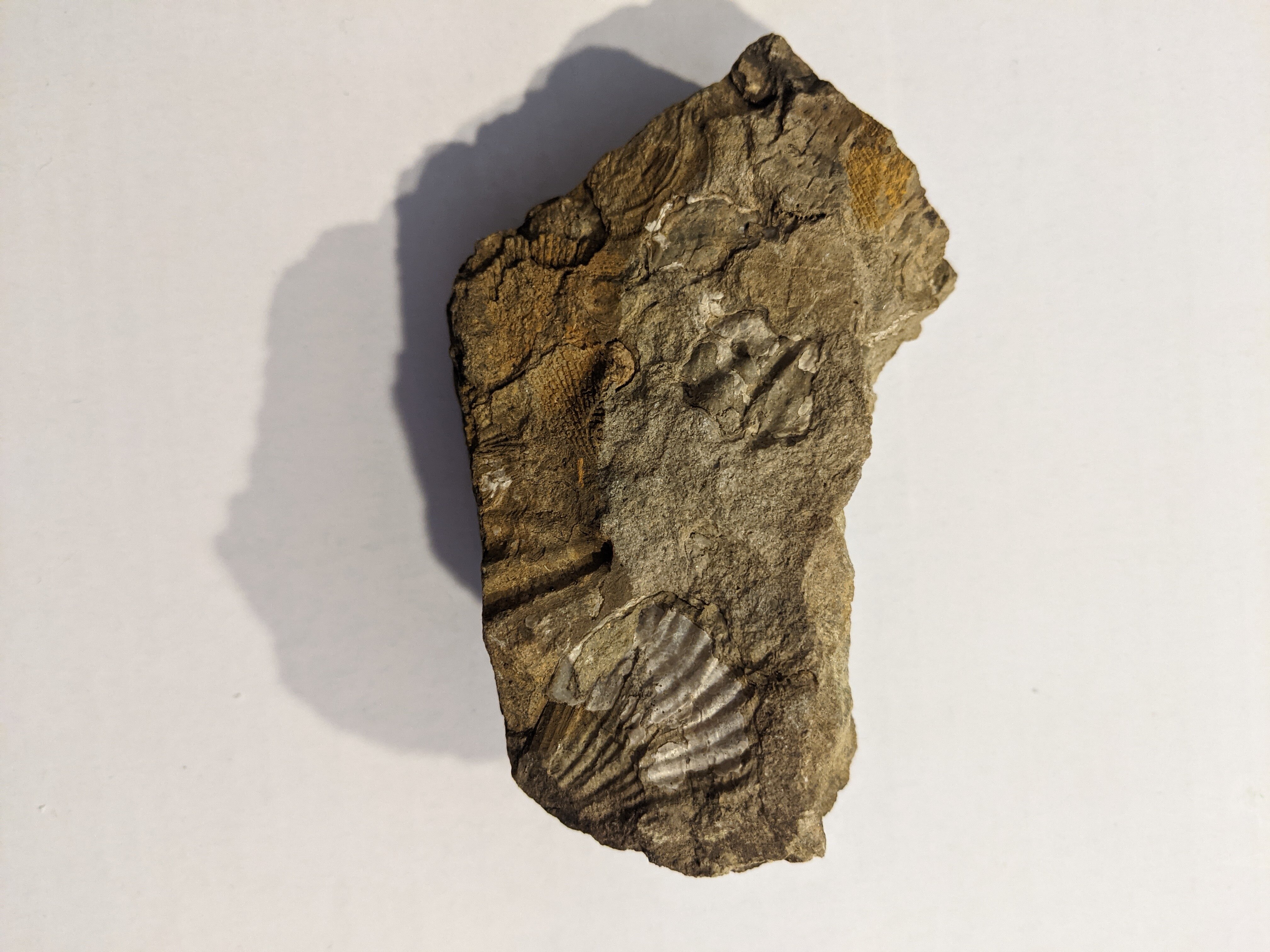 Assortment of Permian marine fossils from the Branxton formation, NSW ...