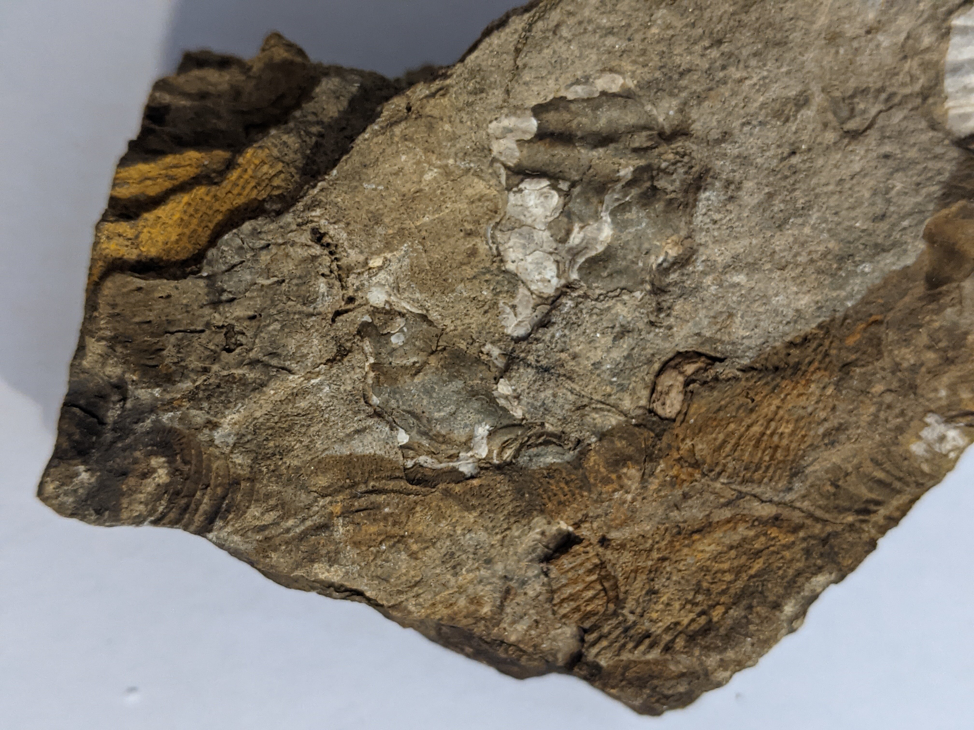 Assortment of Permian marine fossils from the Branxton formation, NSW ...
