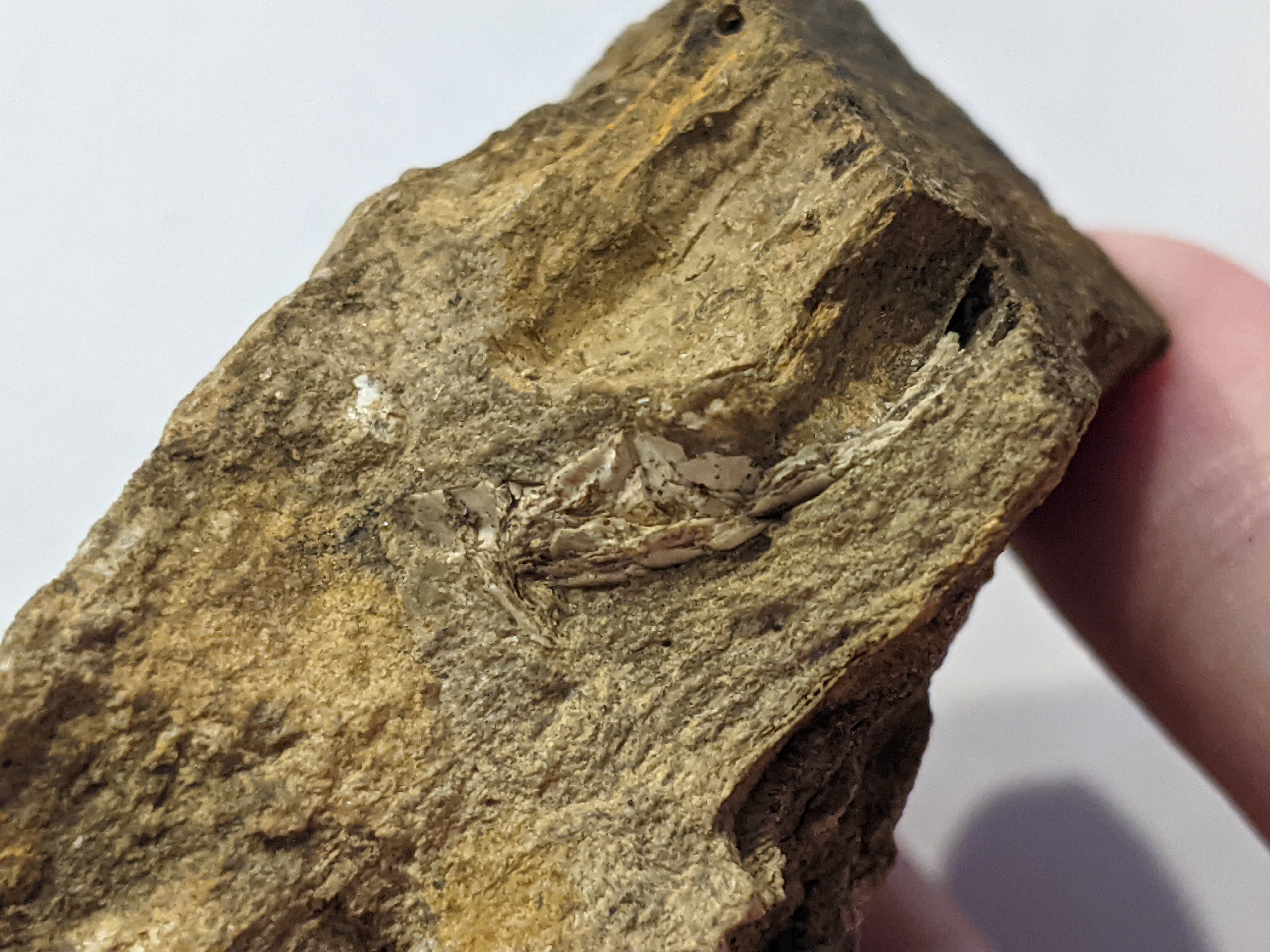 Assortment of Permian marine fossils from the Branxton formation, NSW ...