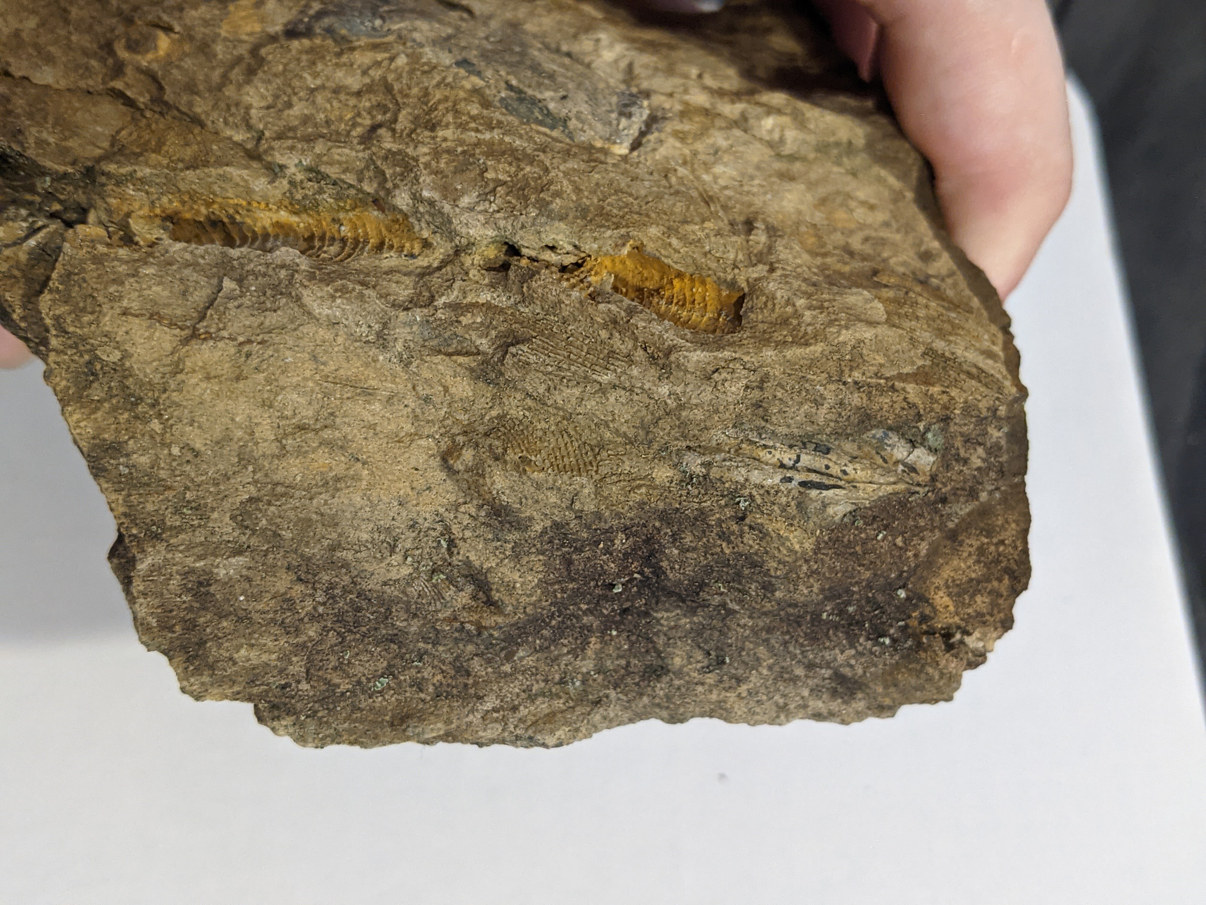 Assortment of Permian marine fossils from the Branxton formation, NSW ...